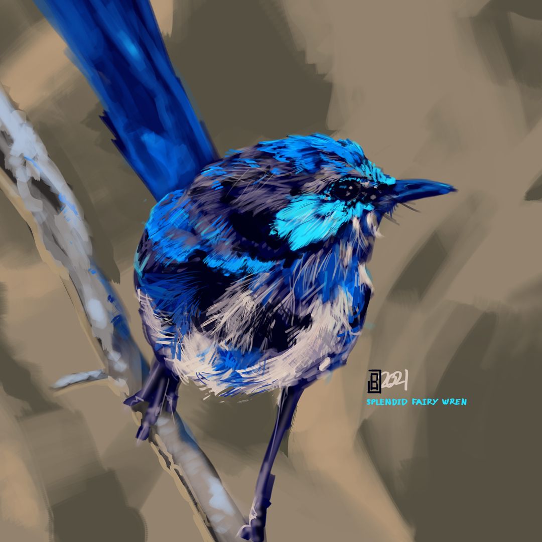 Splendid Fairy Wren, Me, Digital, 2021 | Scrolller