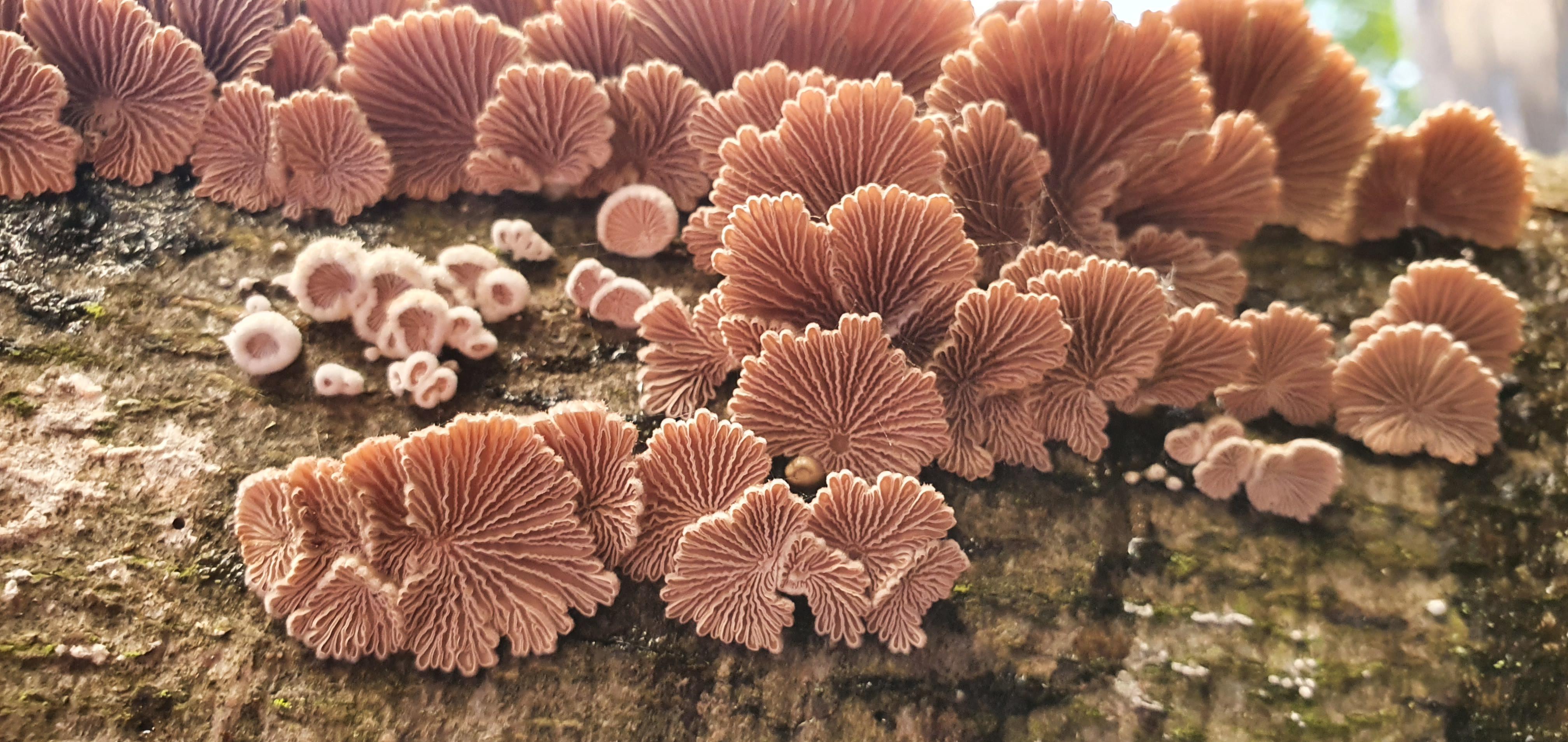 Discover more like MushroomPorn: Split-gils galore! and Related Content | Scrolller