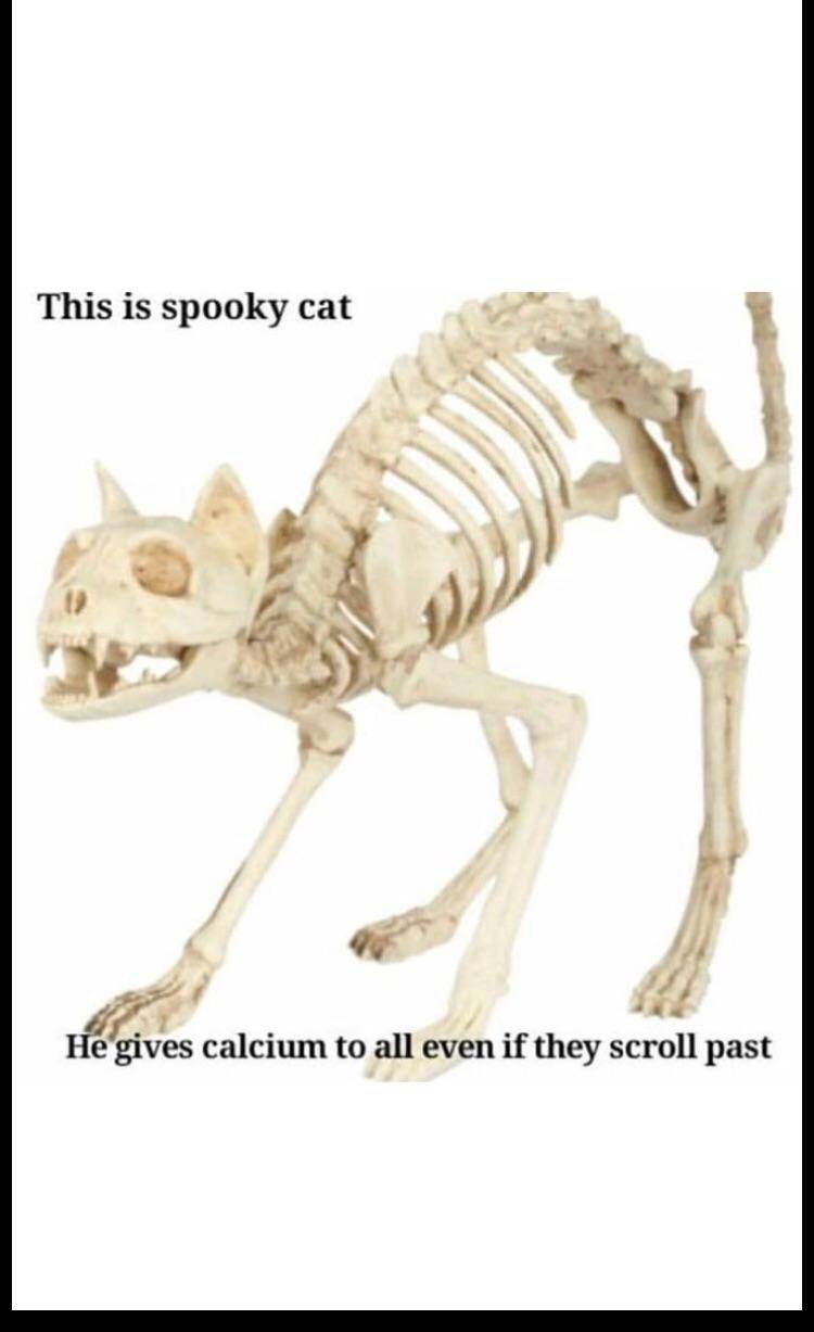 Spooky cat | Scrolller