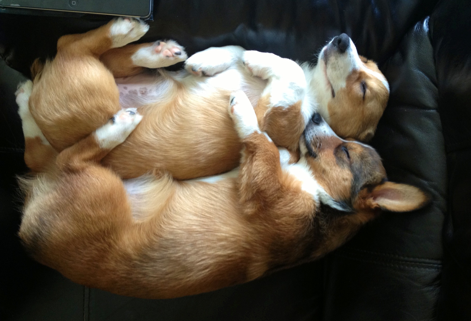 Spooning Corgi's | Scrolller