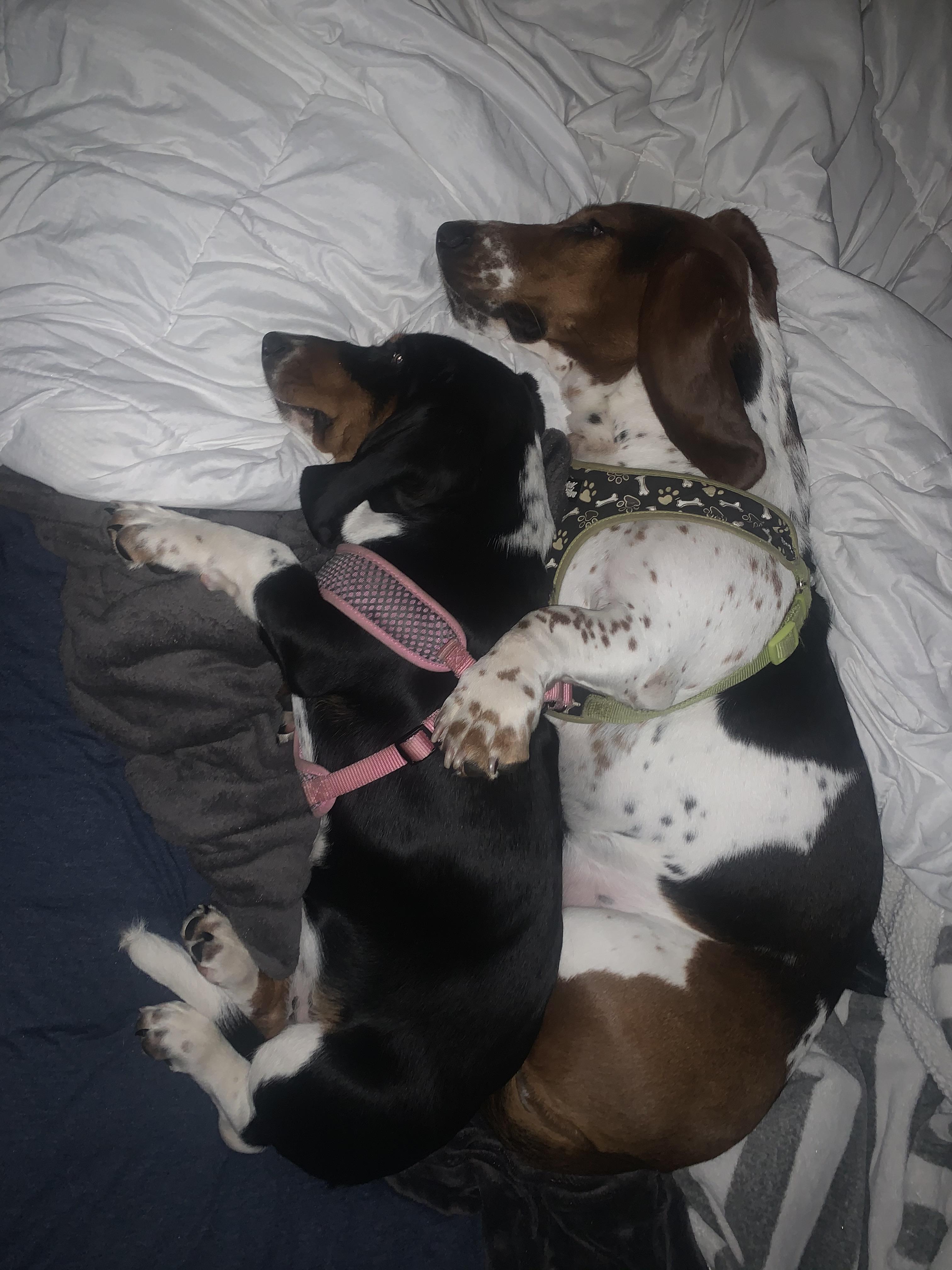 Spooning sesh | Scrolller