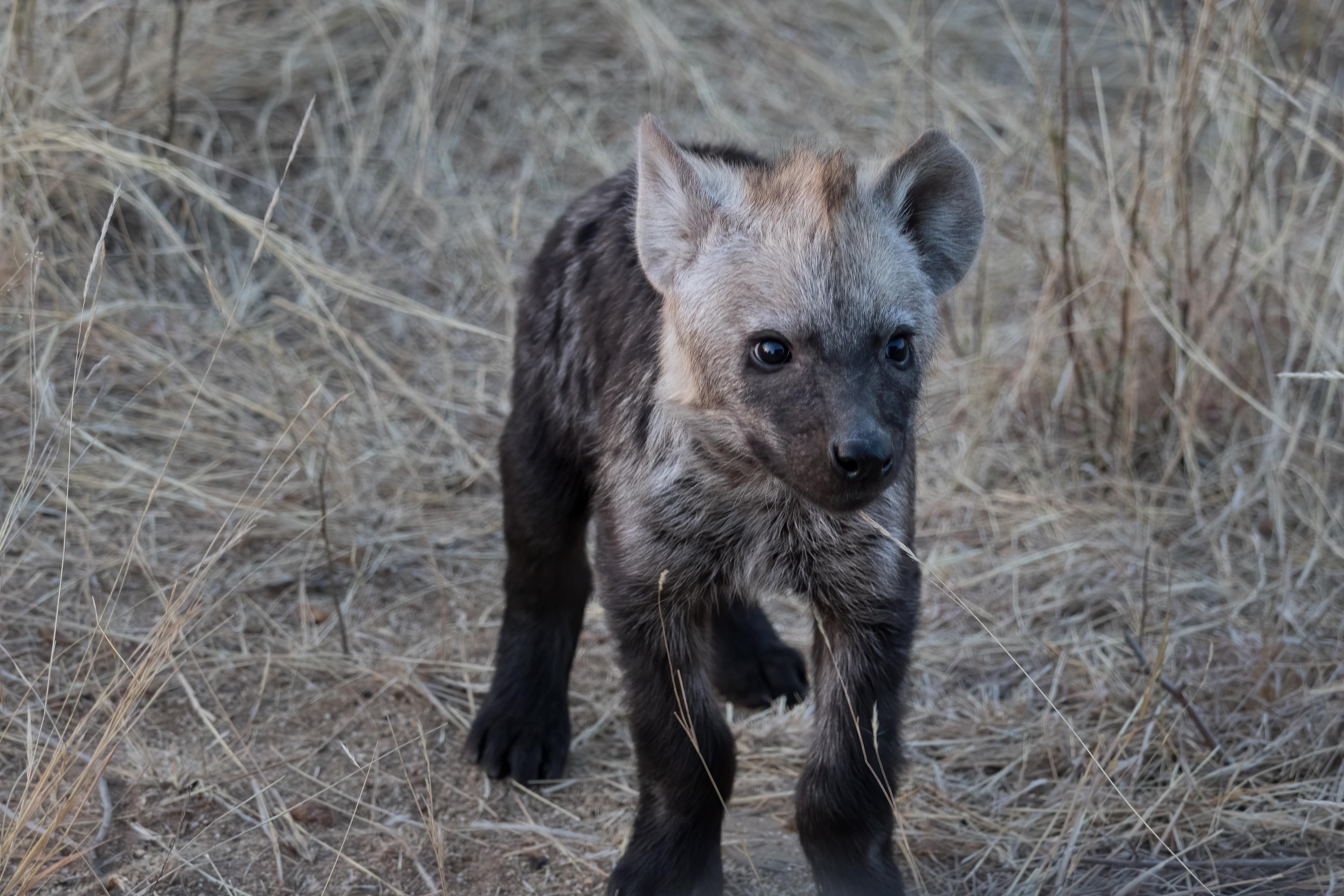 Spotted Hyena Cub showing off its mohawk | Scrolller