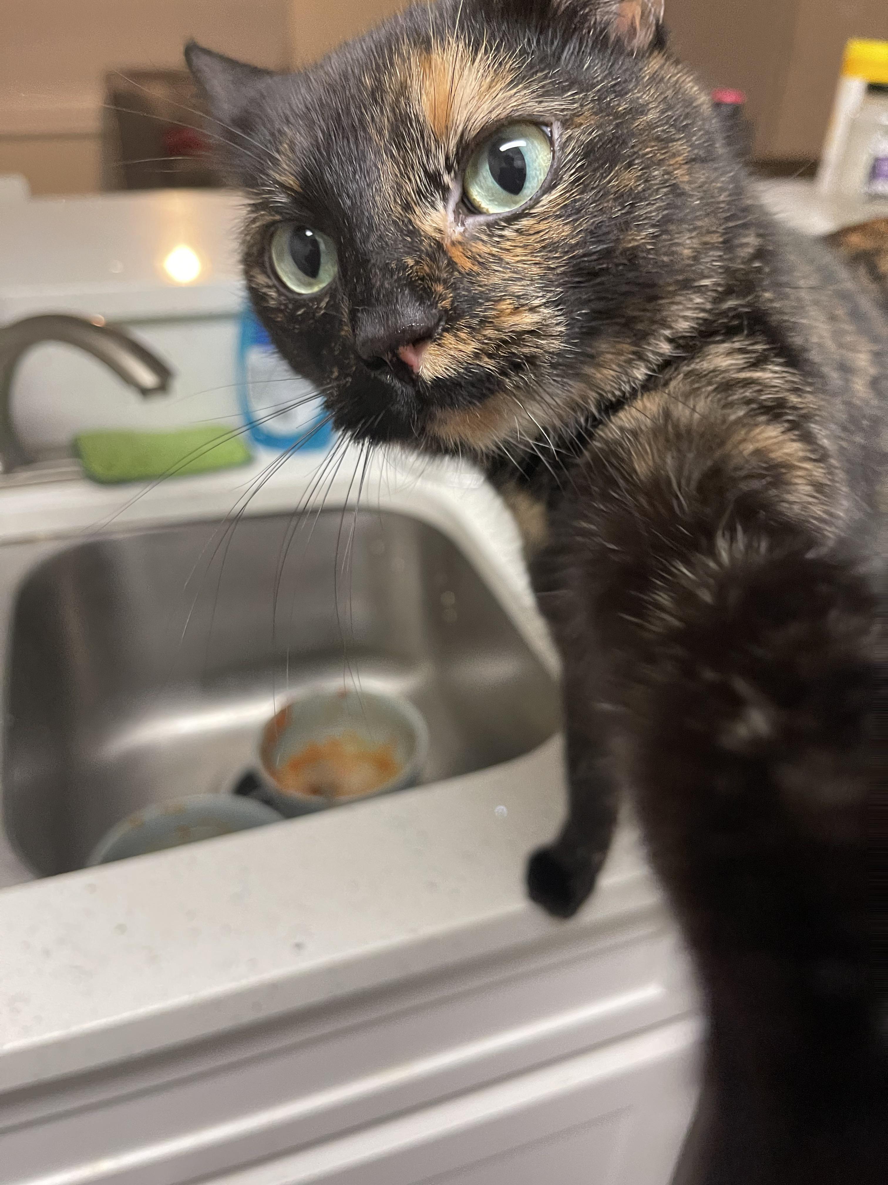 Spotty taking a selfie | Scrolller