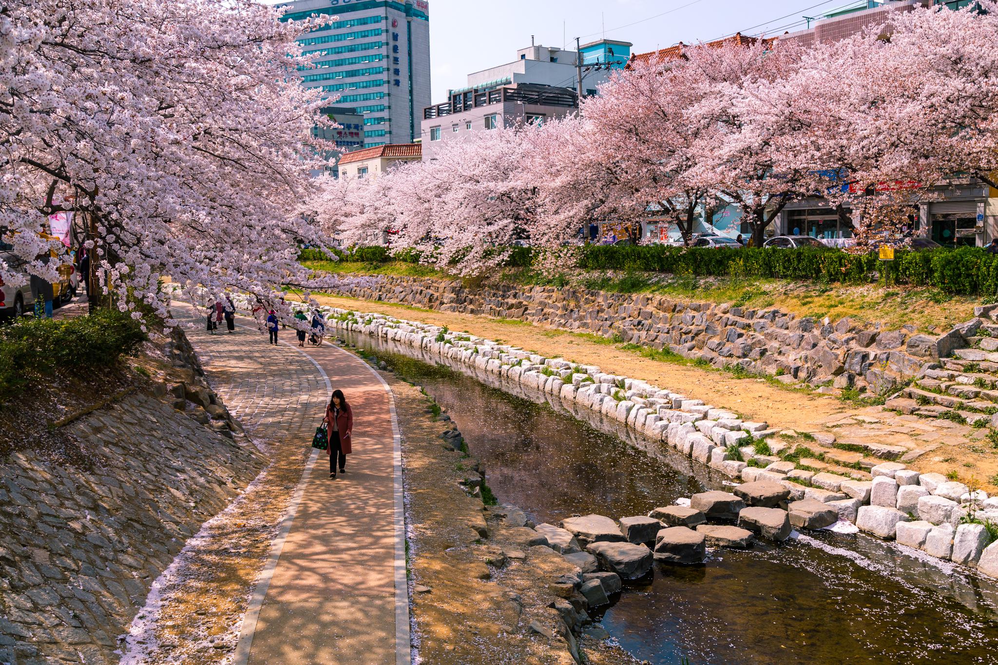 Spring in Ulsan | Scrolller