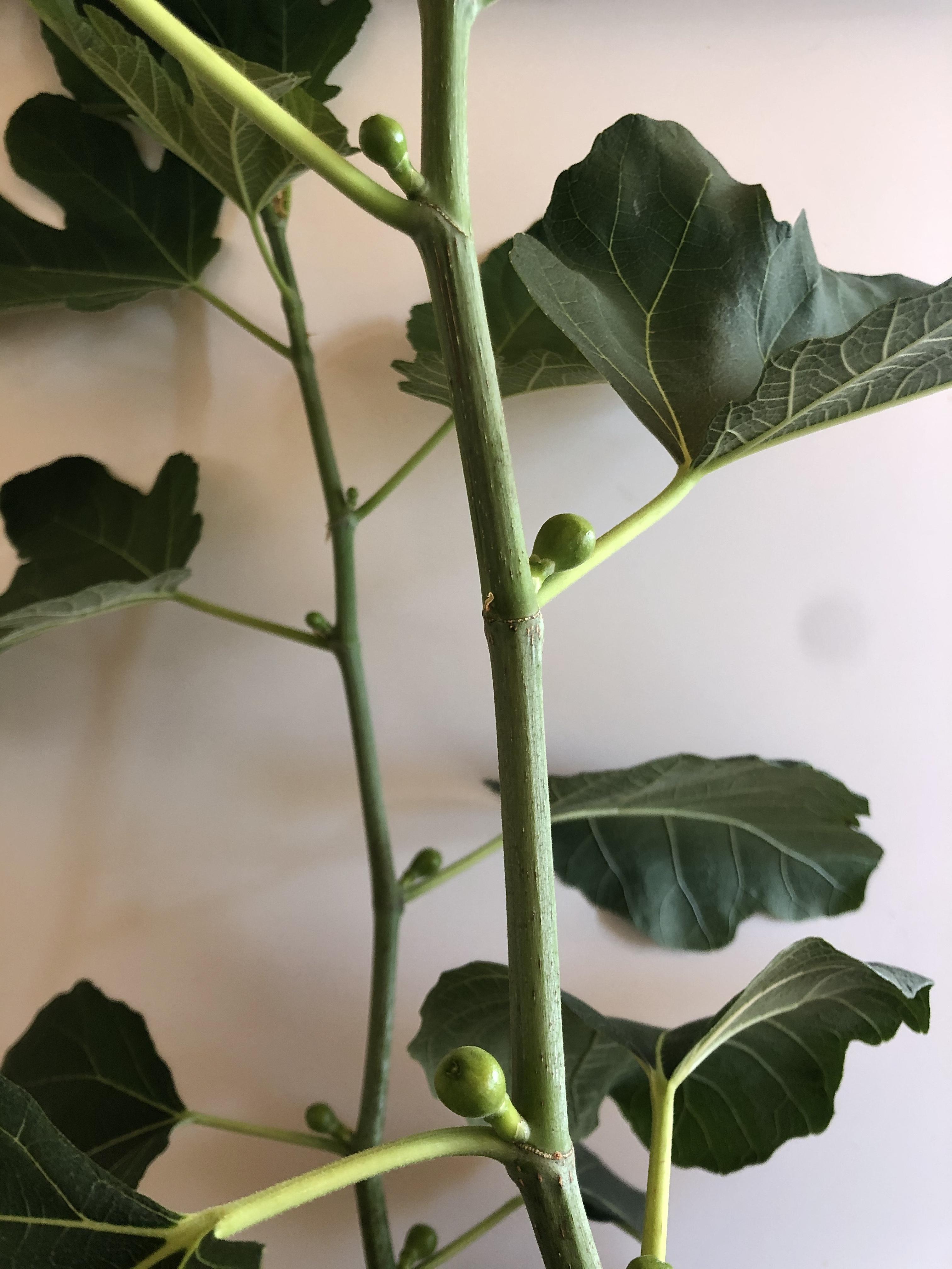 Spring is here | Scrolller