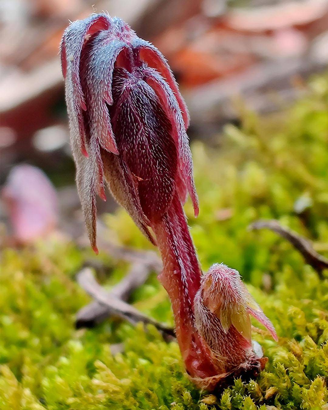 Sprout on moss | Scrolller