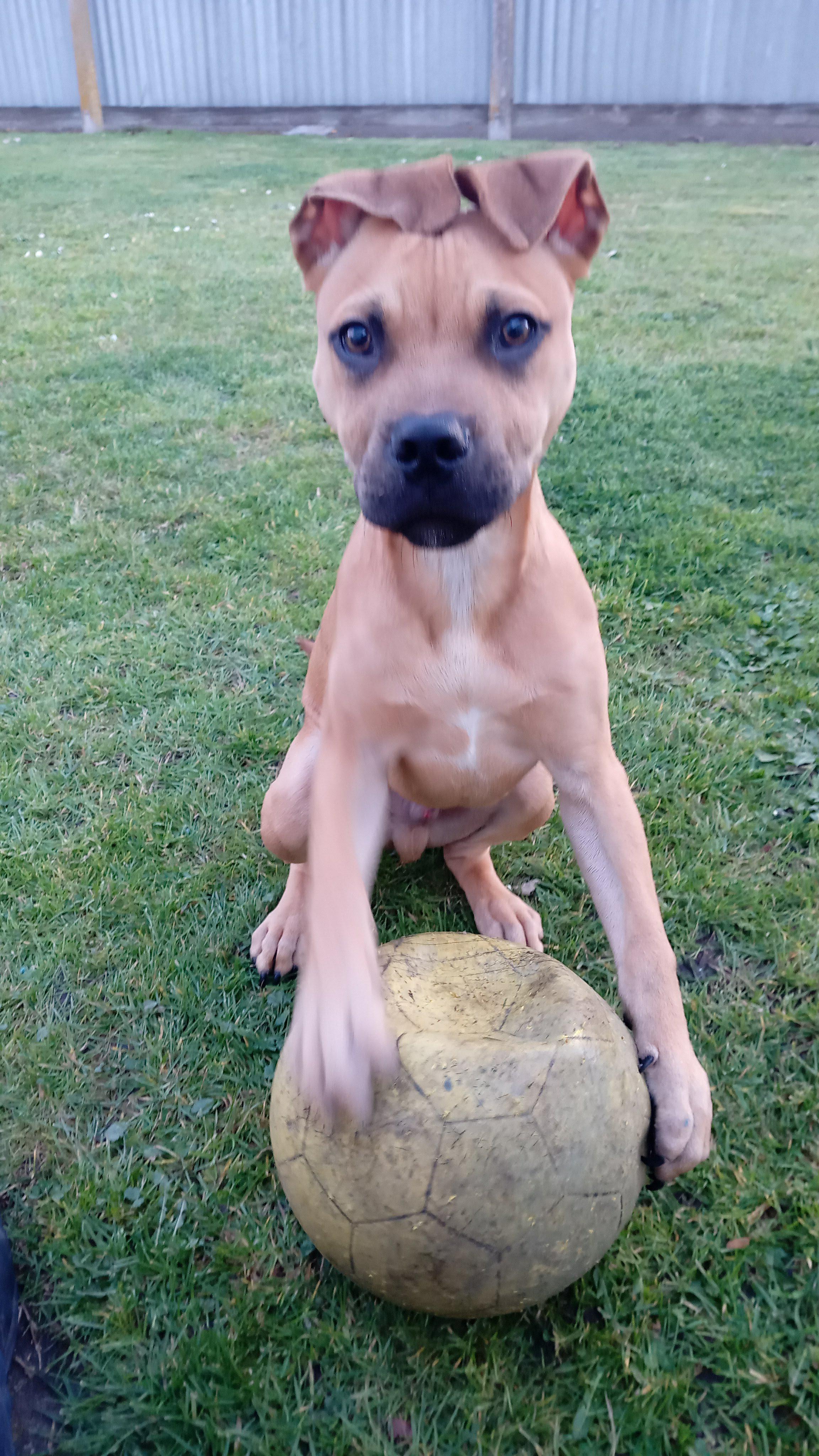 Spud as a puppy | Scrolller