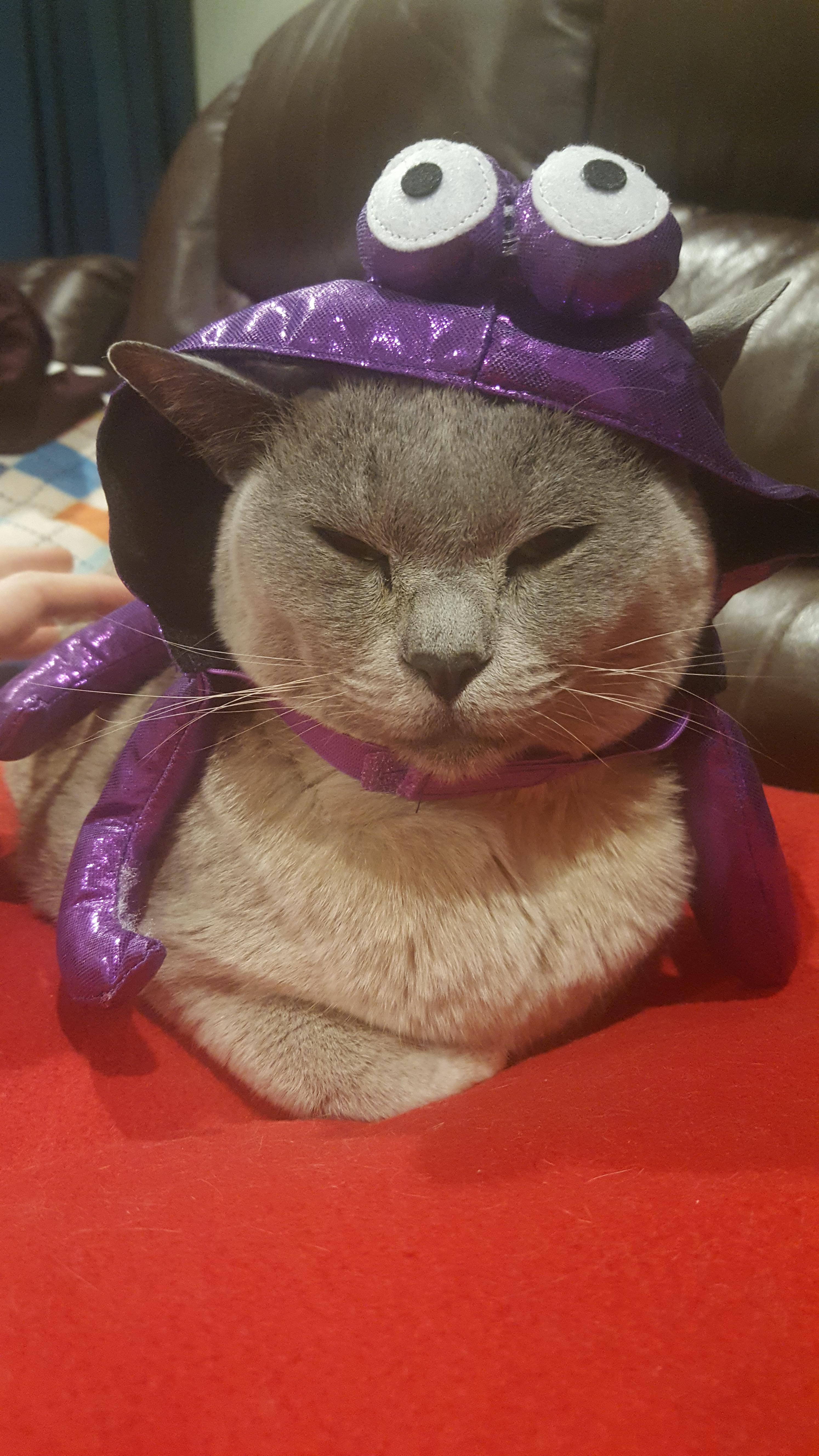 Squid vicious | Scrolller