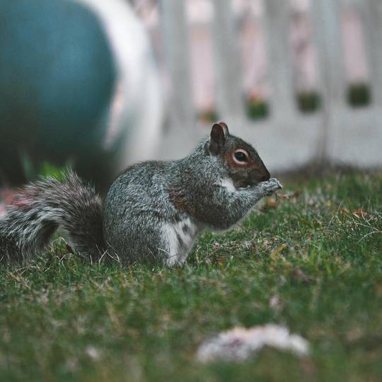 Squirrel | Scrolller