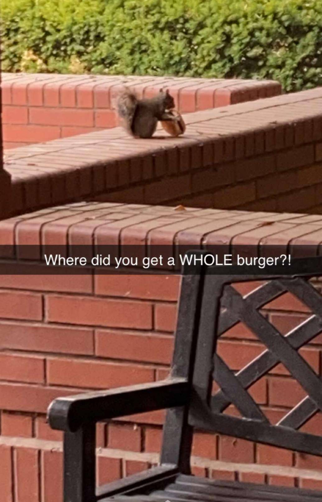 Squirrel eating a whole ass burger on college campus | Scrolller