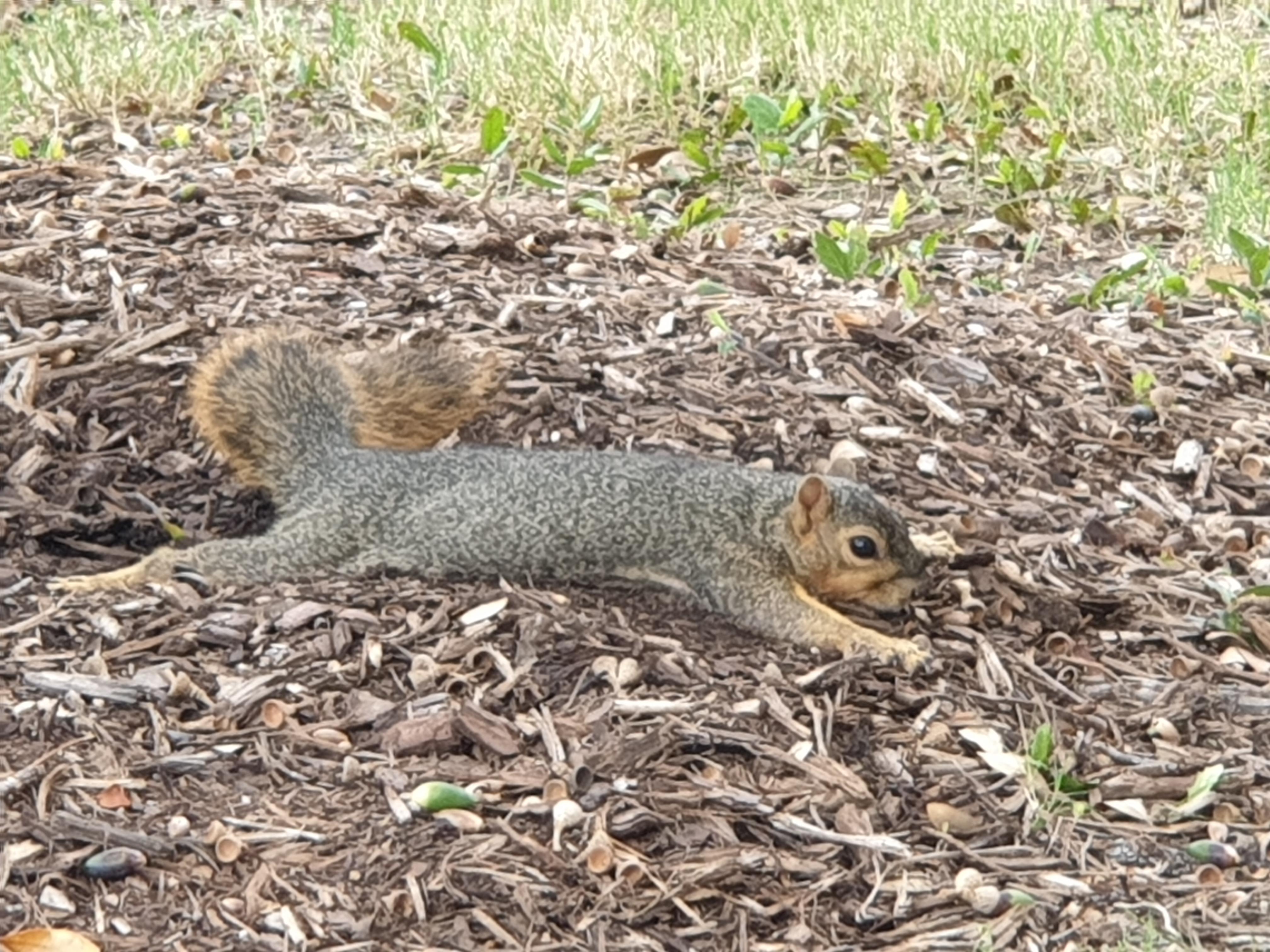 Squirrel lying flat on campus | Scrolller