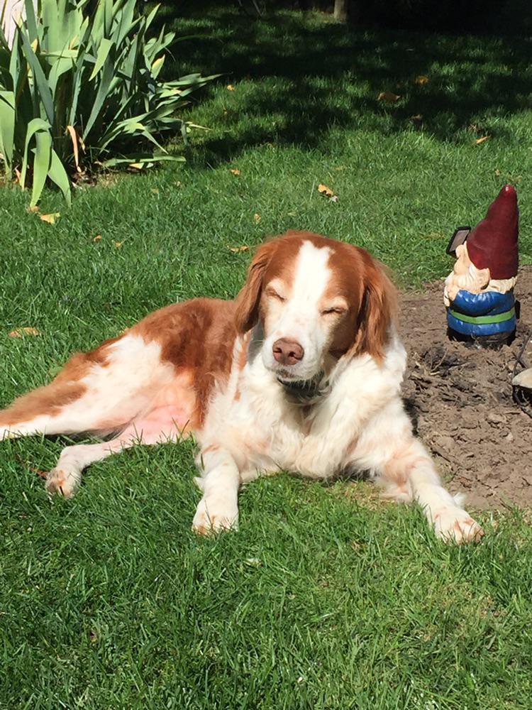 Squirrel patrol is exhausting! | Scrolller