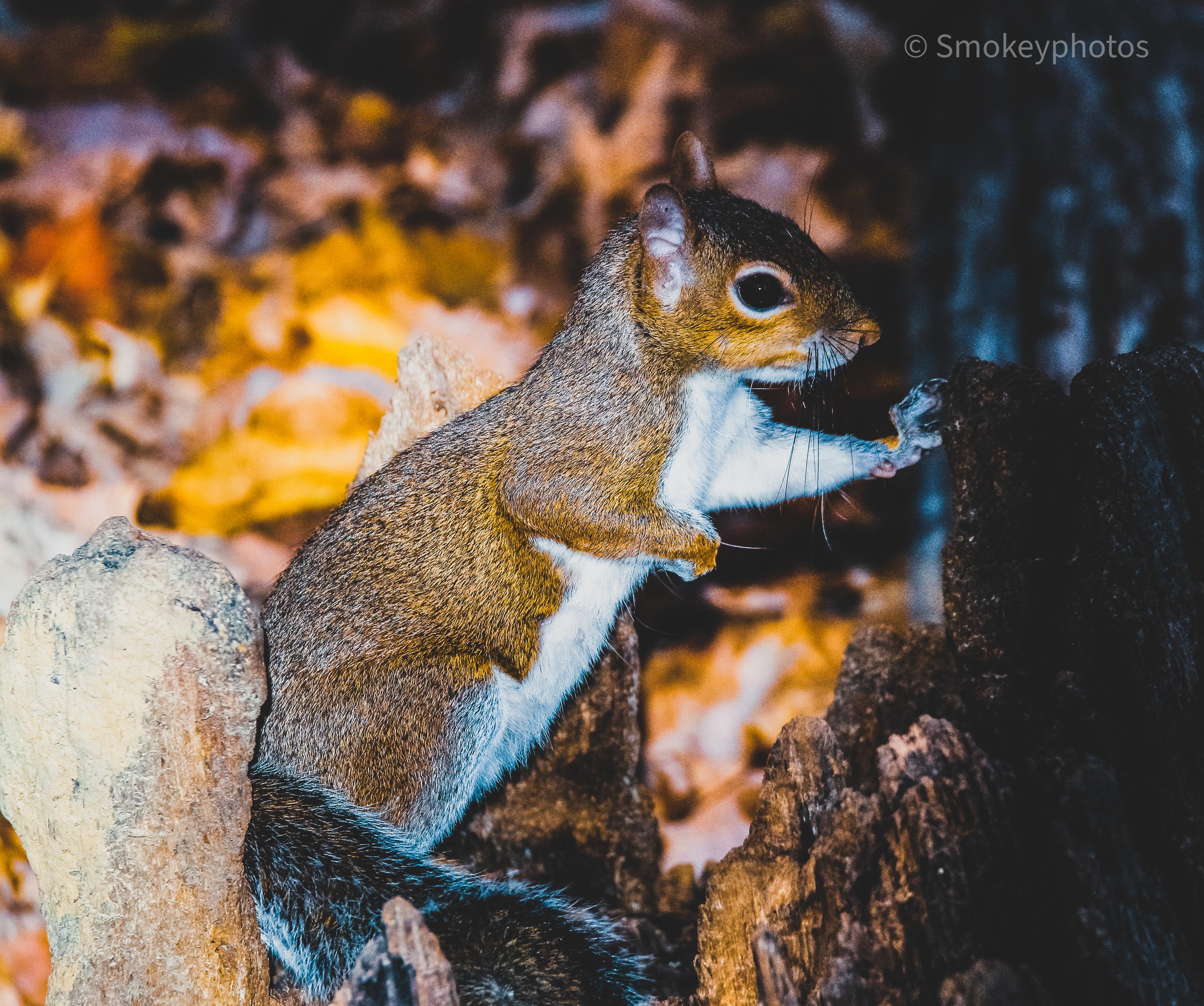 Squirrel posing | Scrolller