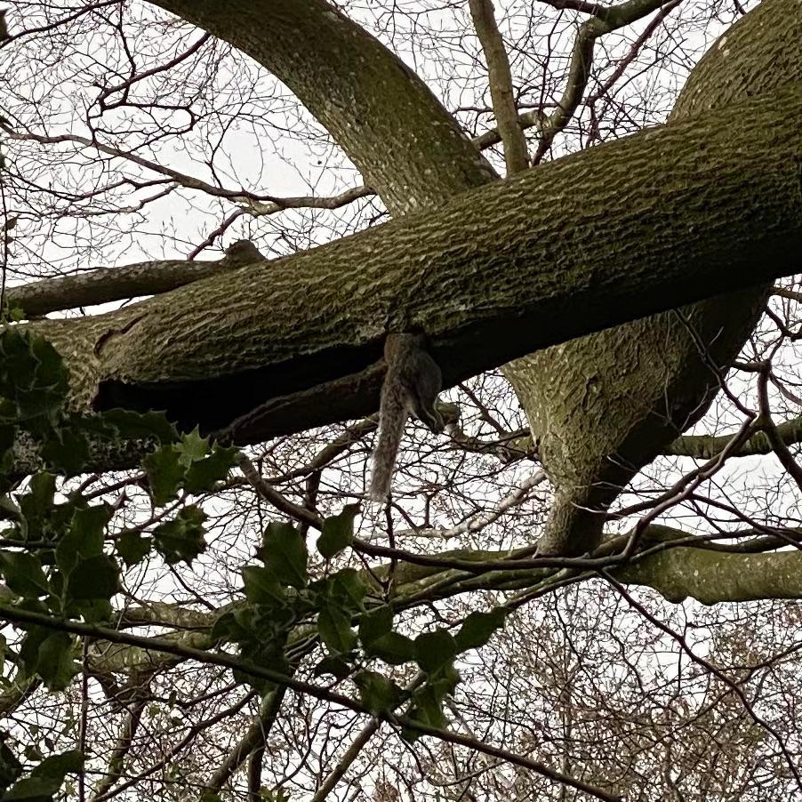 Squirrel stuck in a tree | Scrolller