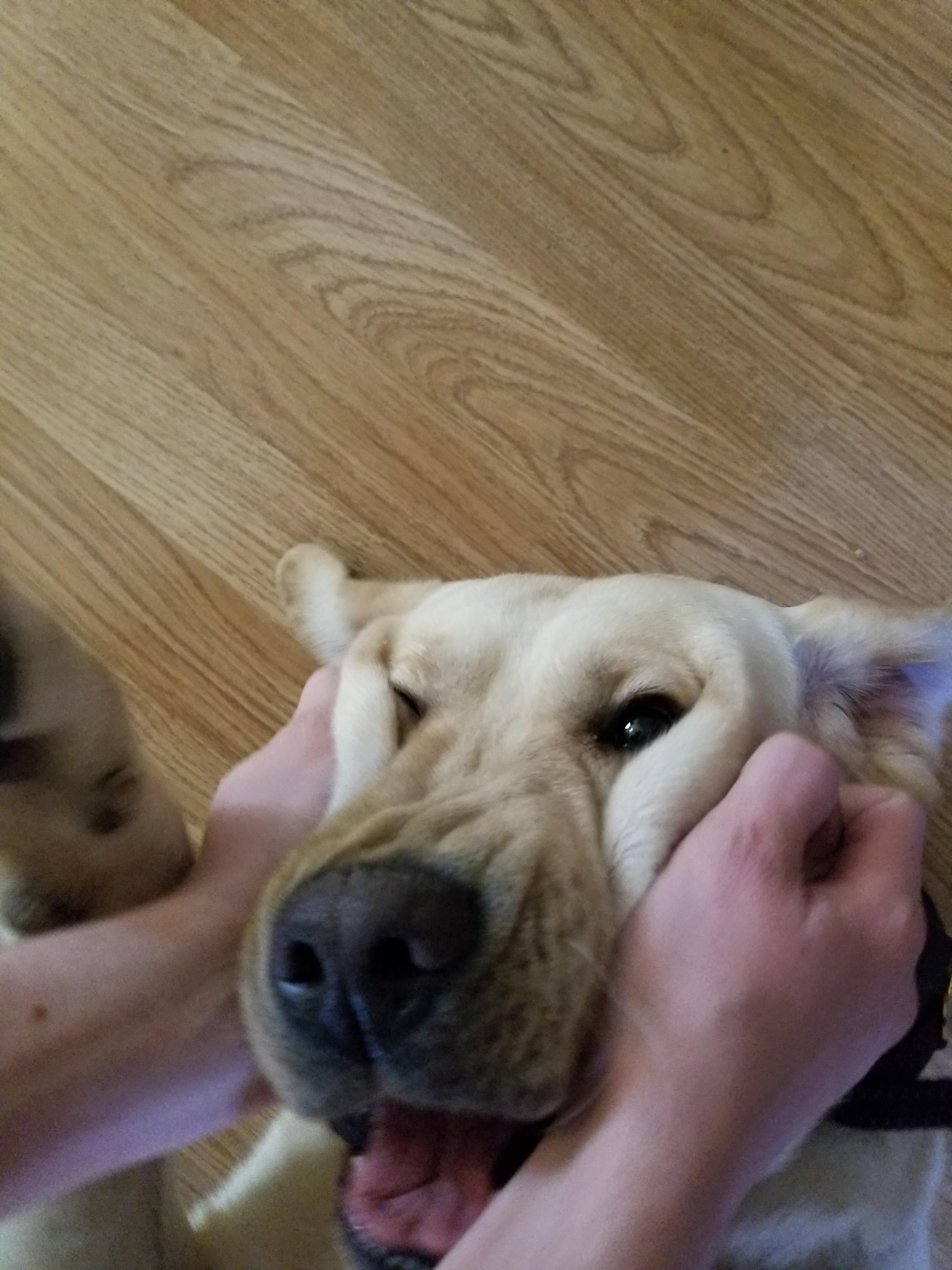 Squishing my energetic pupper | Scrolller