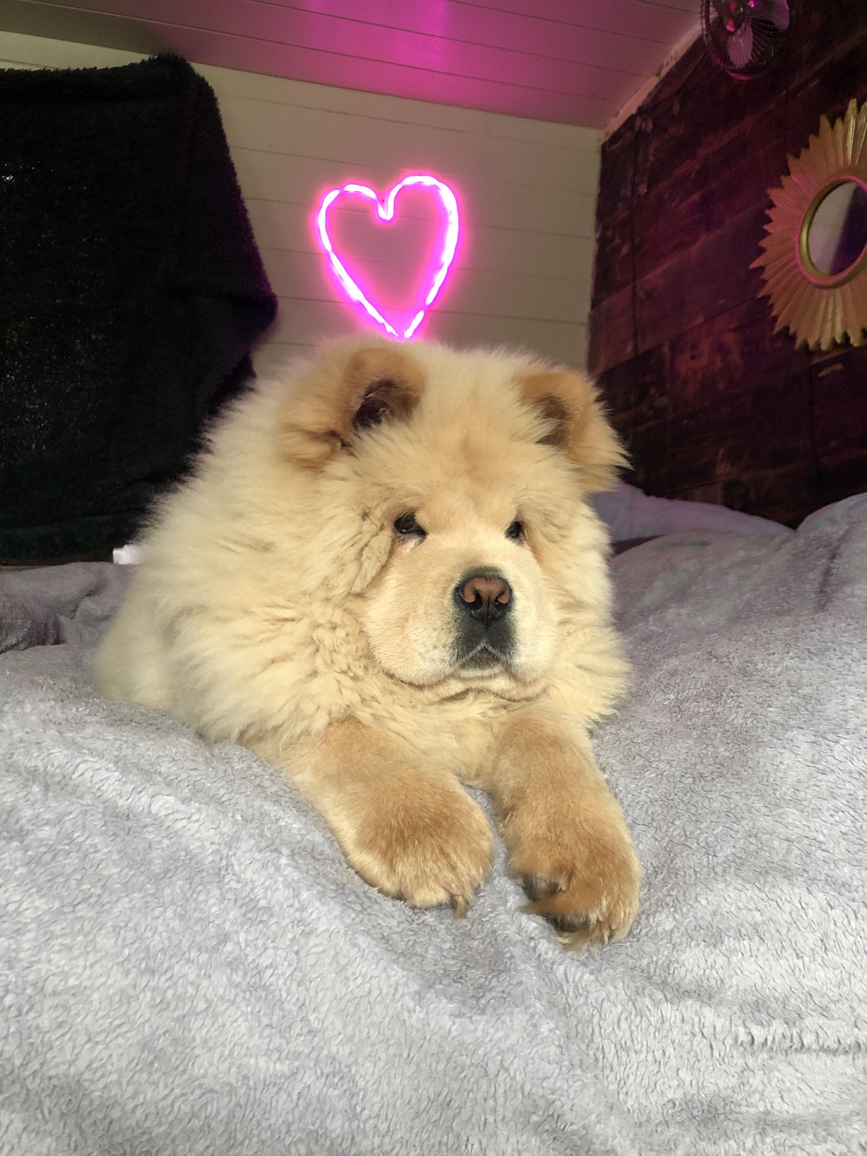 squishy bed pupper | Scrolller