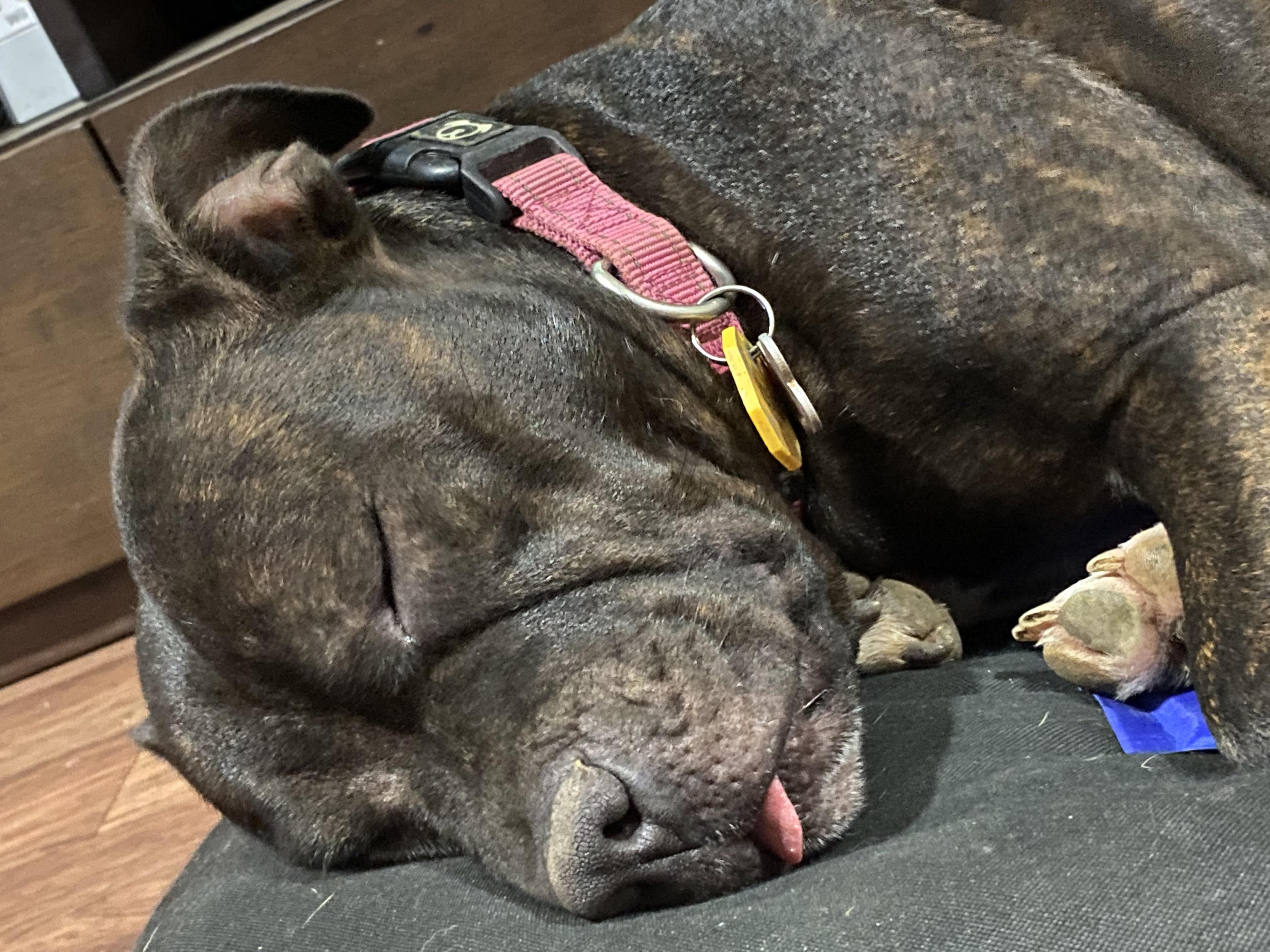 Squishy face with pokey tongue | Scrolller