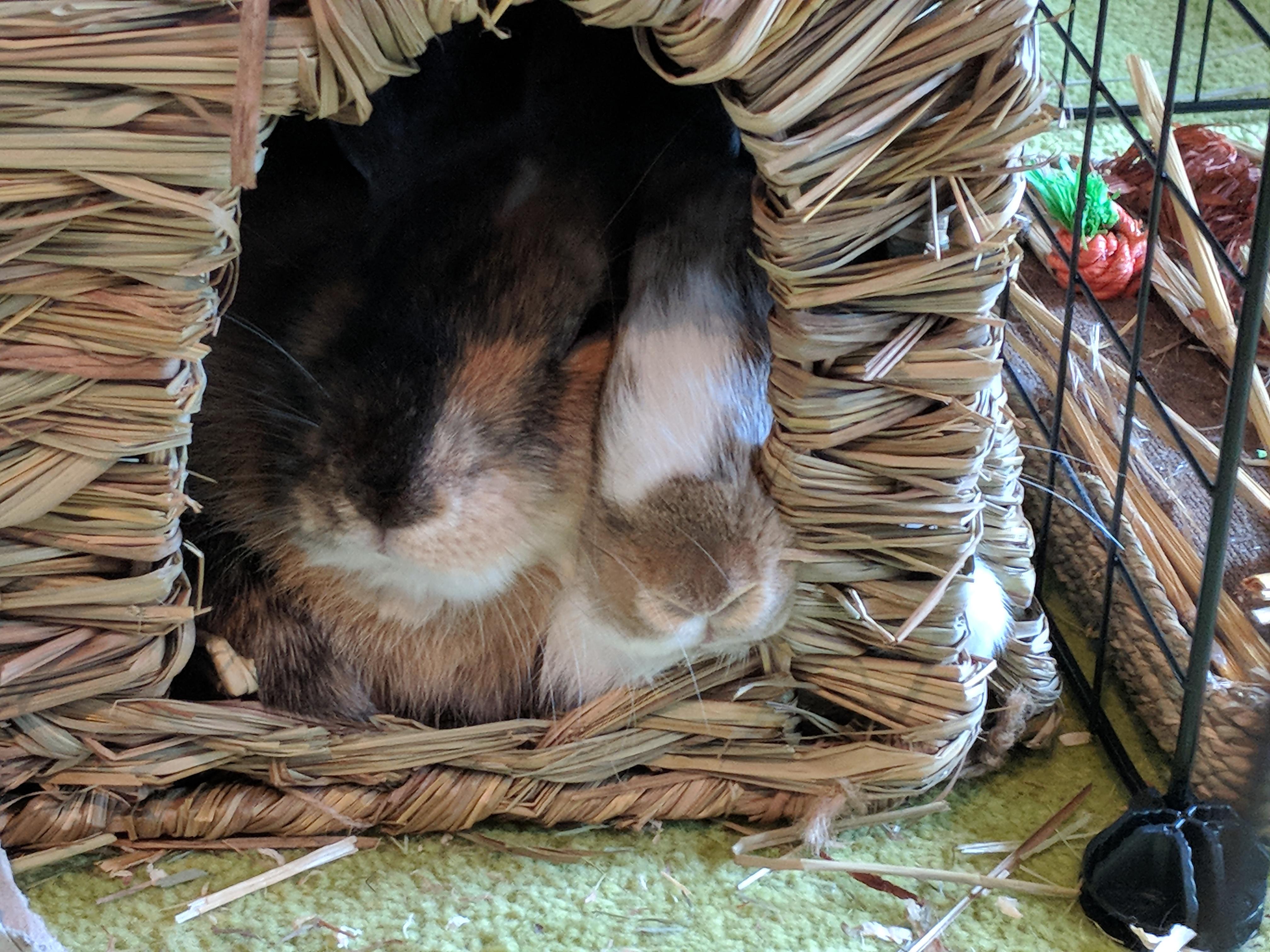 Squishyface bun-nap | Scrolller