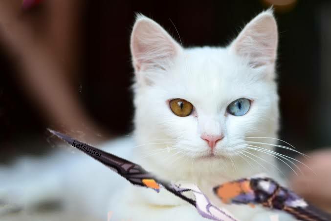 SSS Rank Void Drifter | Scrolller