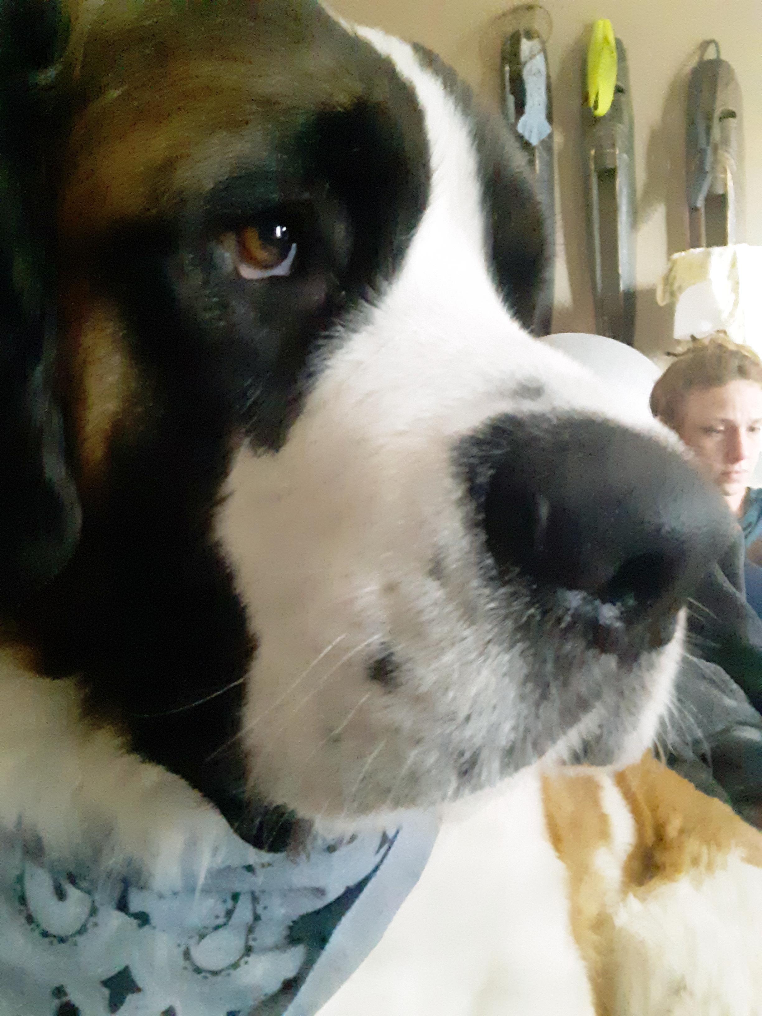 St Bernard's are a true blessing. | Scrolller