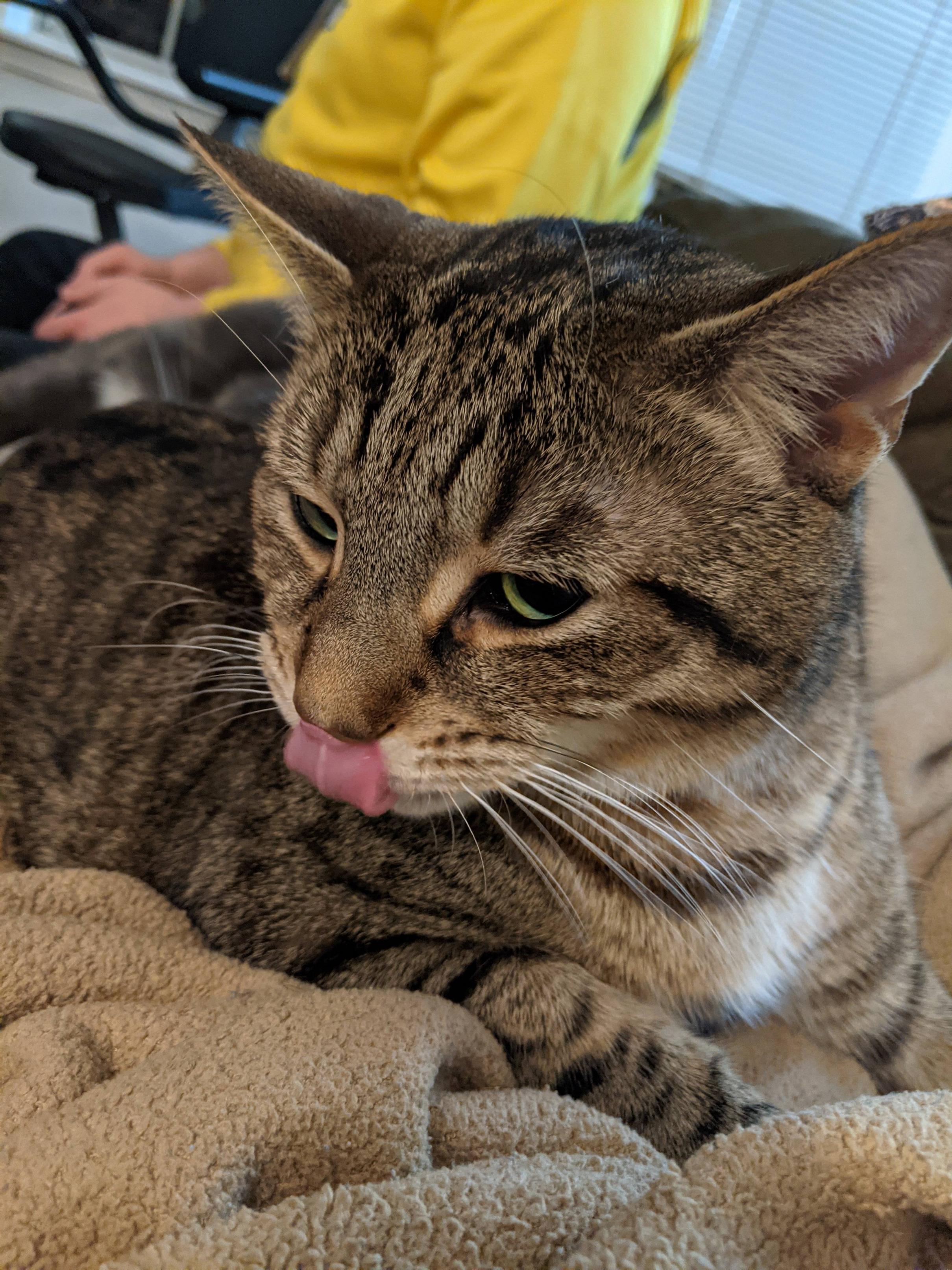 Standard issue cat doing a very non-standard issue lick | Scrolller