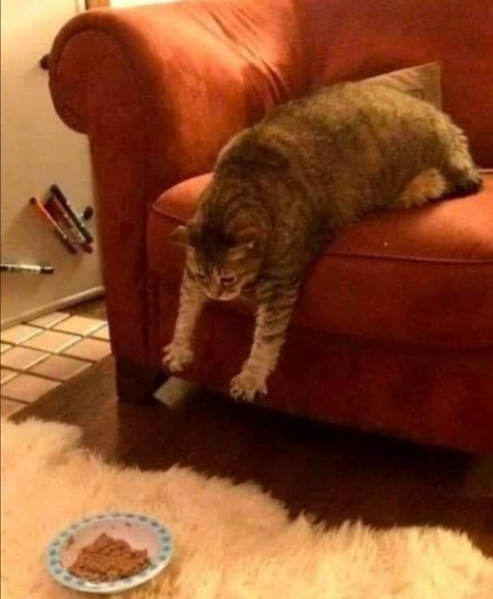 Standard Issue CHONK | Scrolller