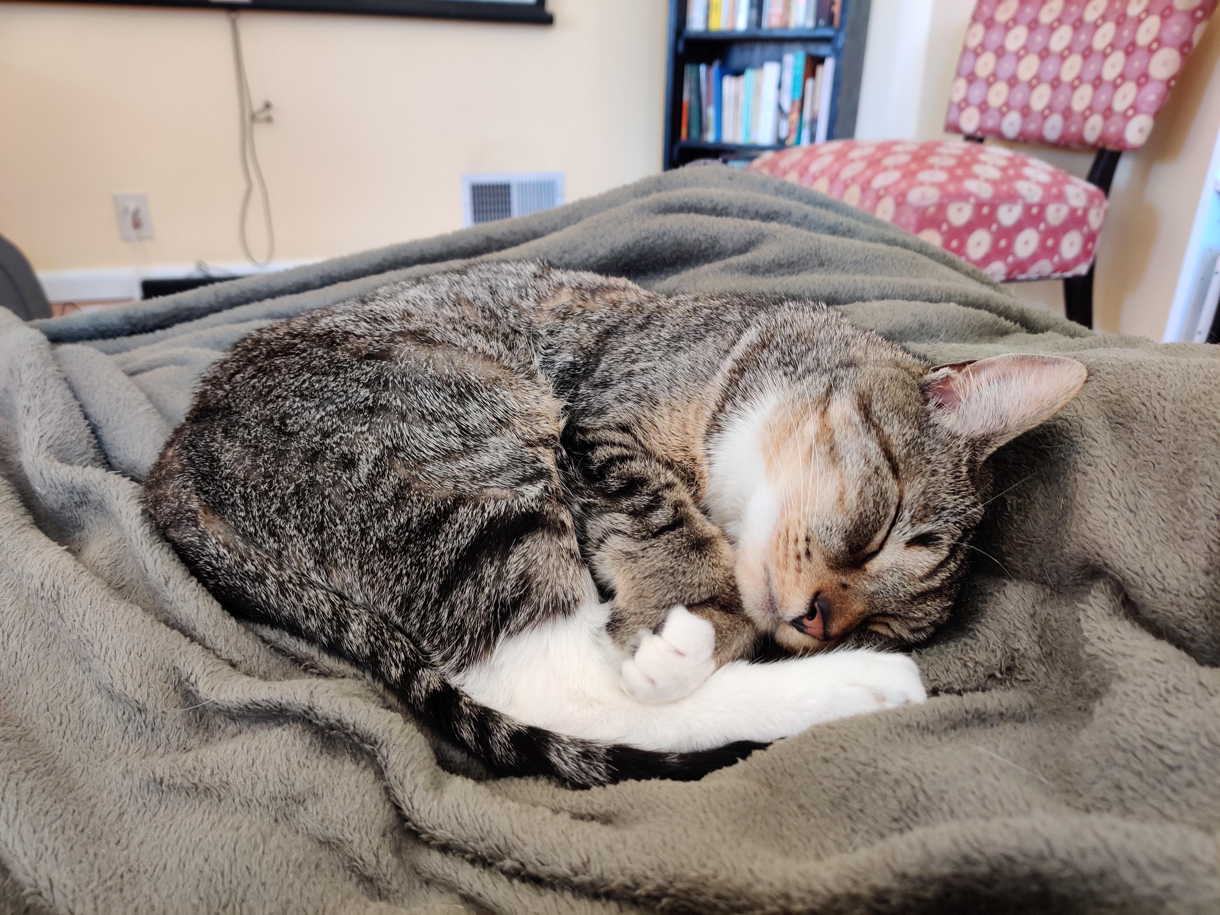 Standard issue croissant | Scrolller