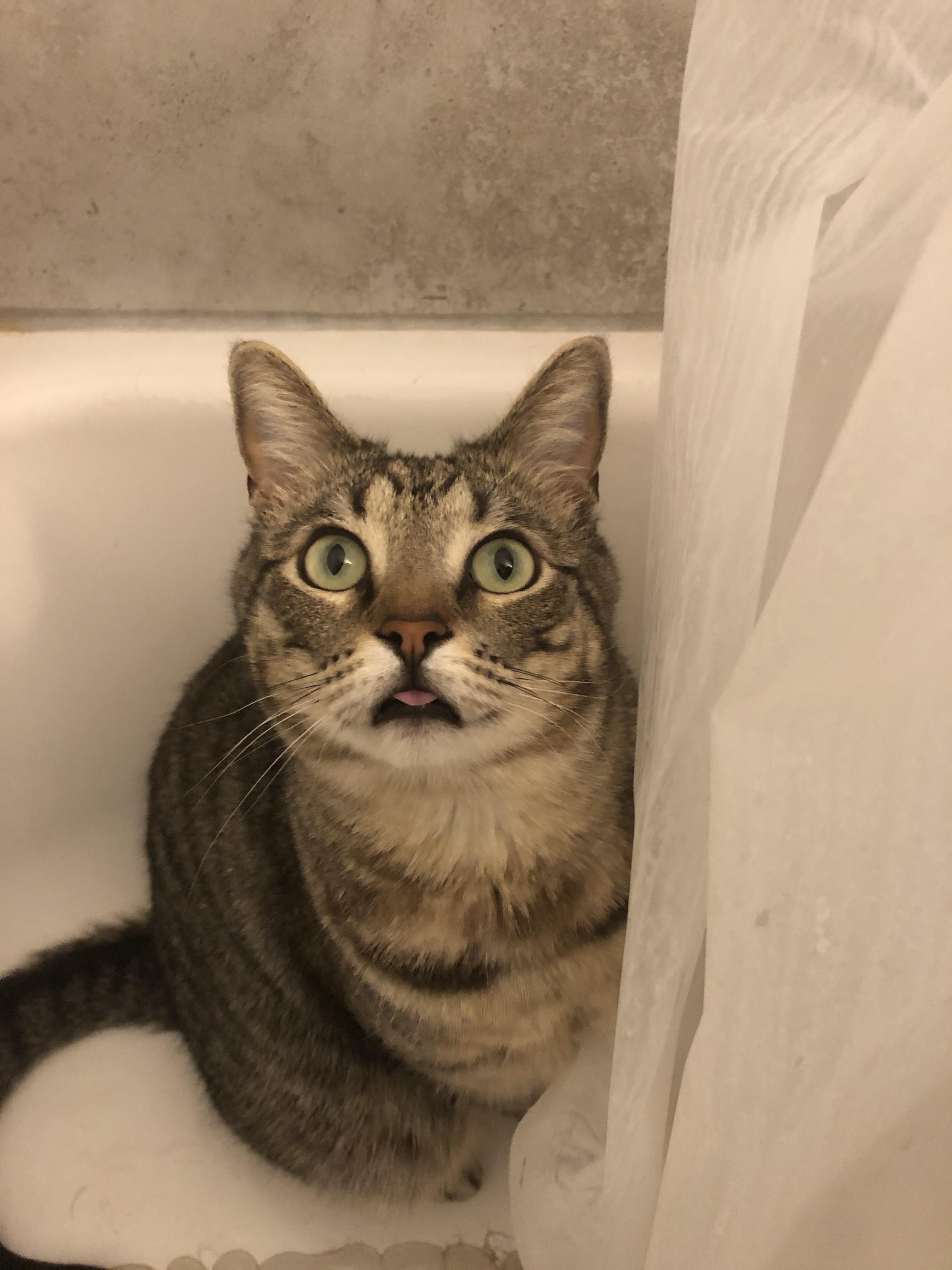 Standard issue derp. | Scrolller