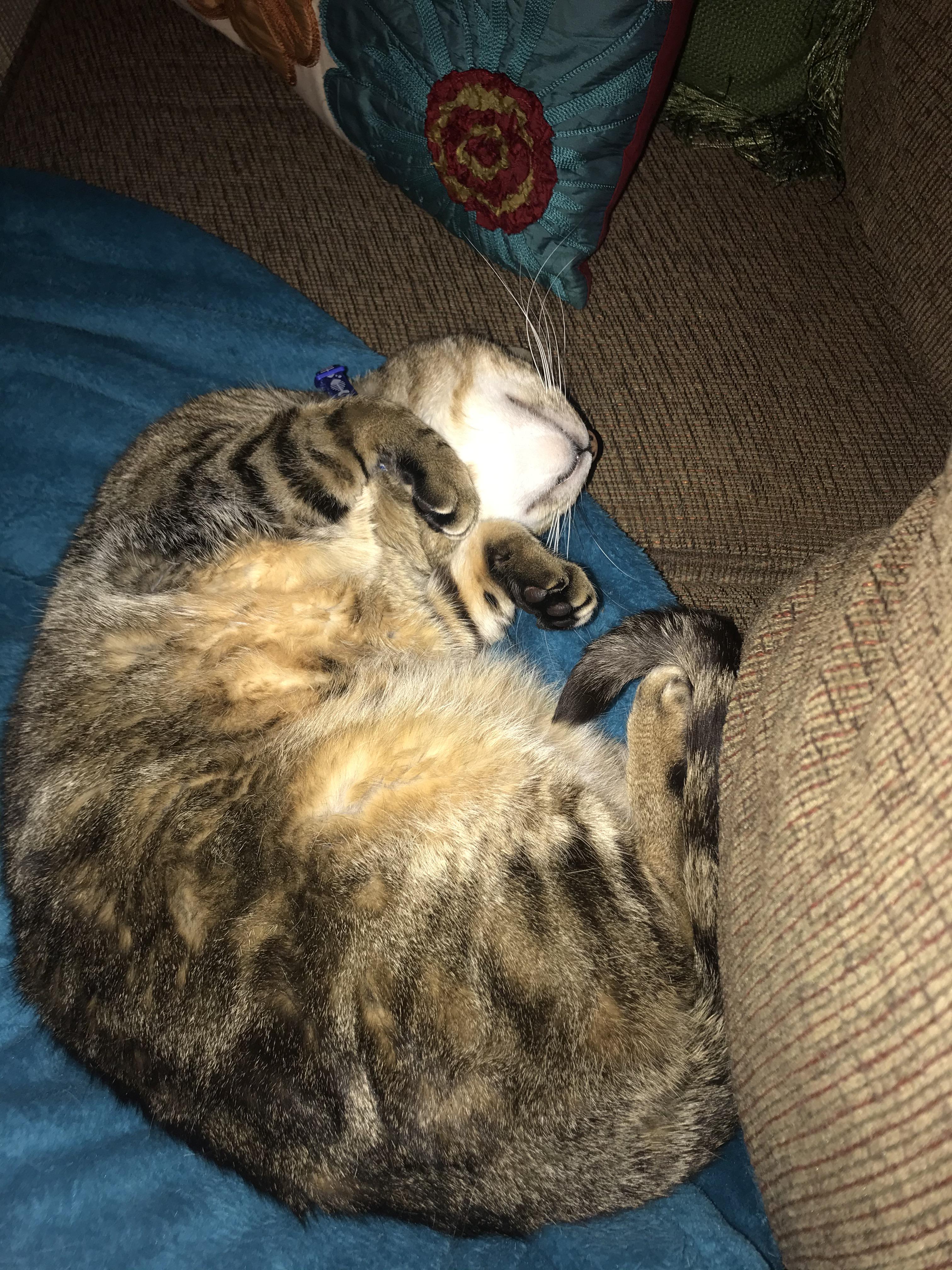 Standard Issue Invert | Scrolller