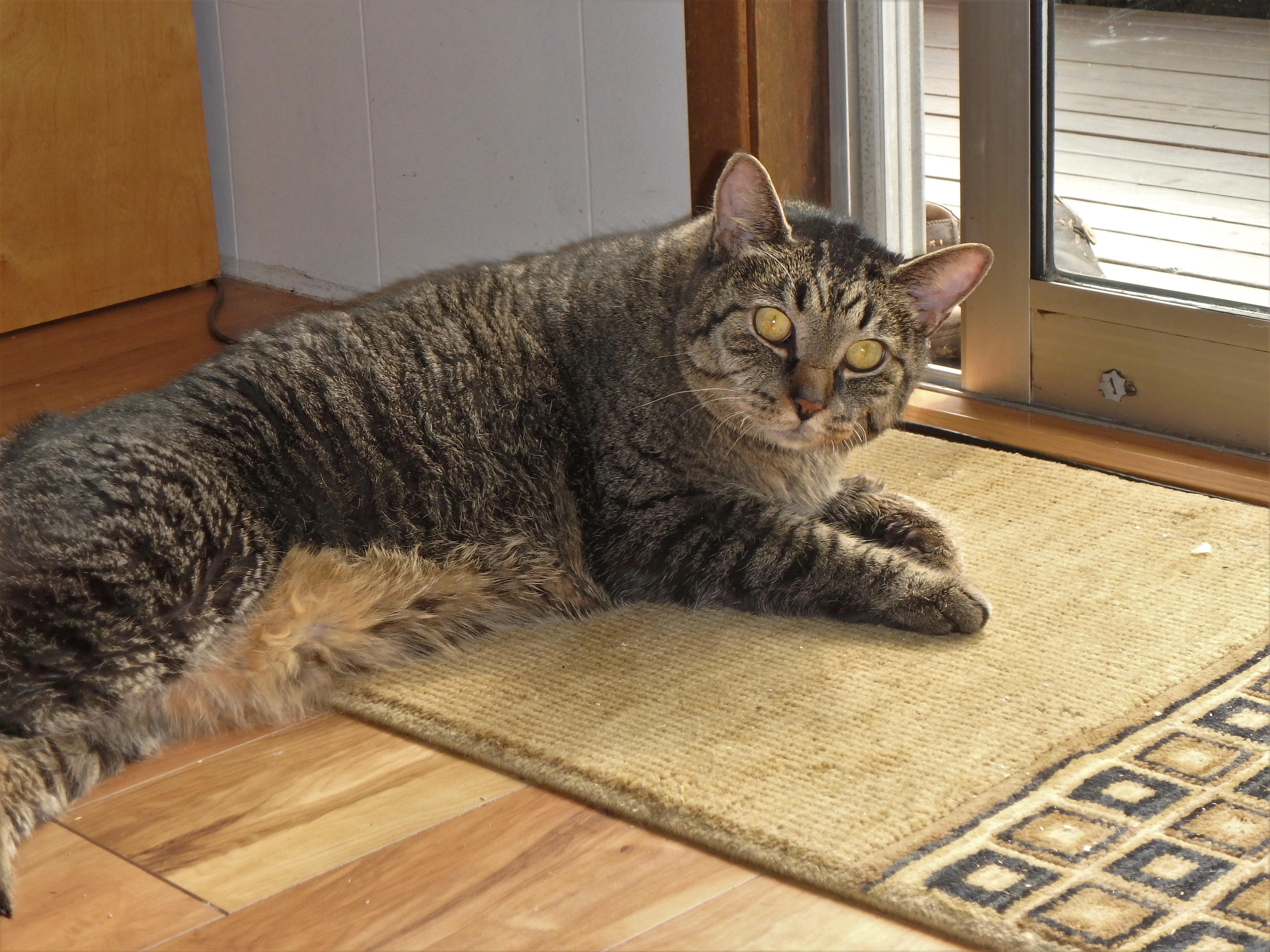 Standard Issue Lounge Cat likes a fresh breeze | Scrolller
