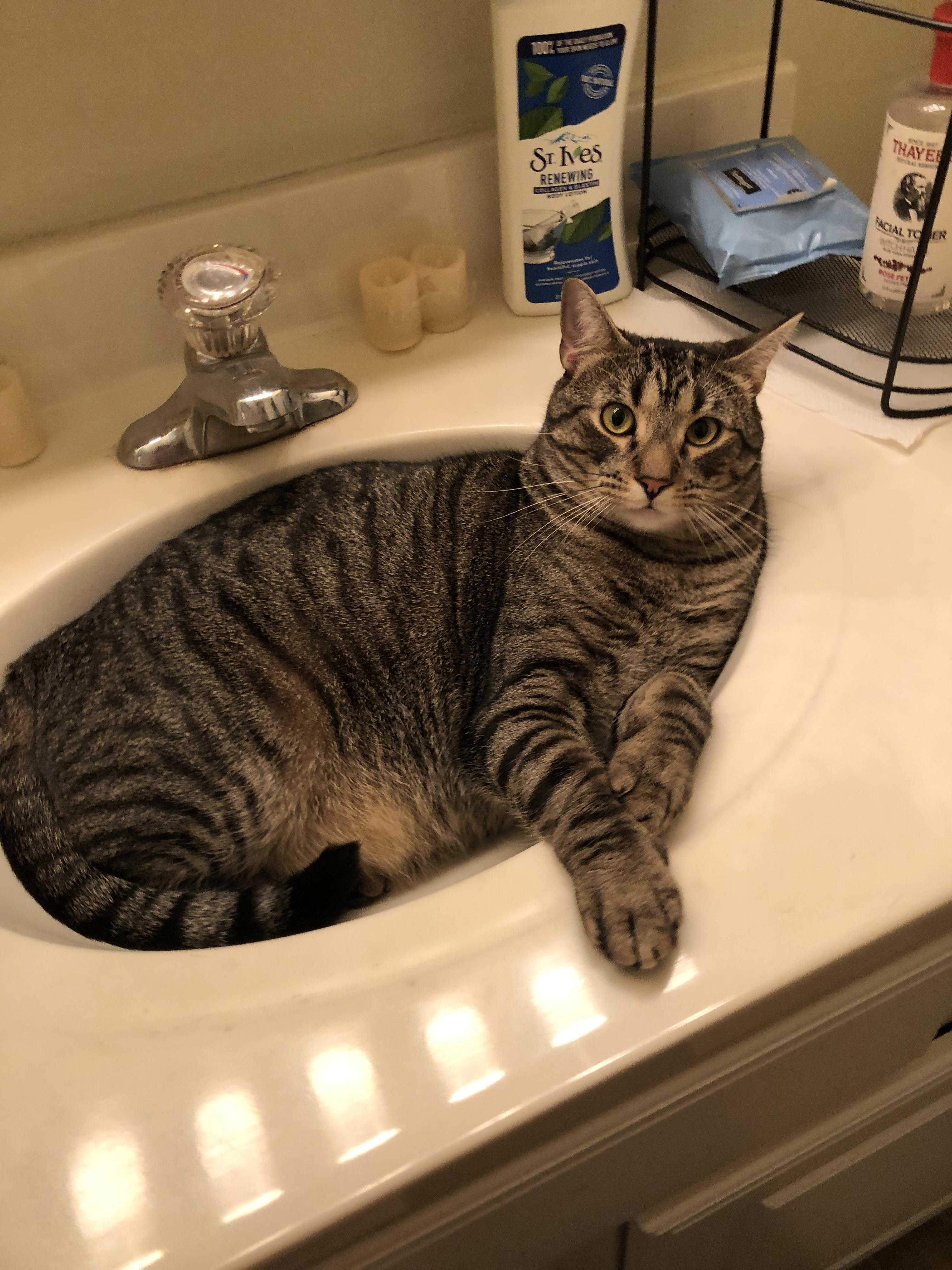 Standard Issue Sink Cat | Scrolller