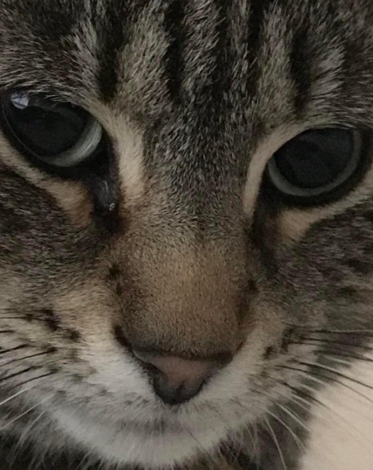 Standard Issue with a standard announcement - ‘get up and feed me’ | Scrolller