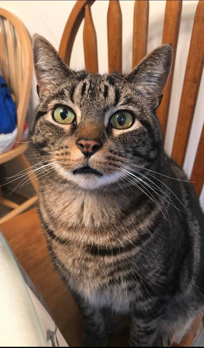 Standard Issue with Boop Button Modification | Scrolller