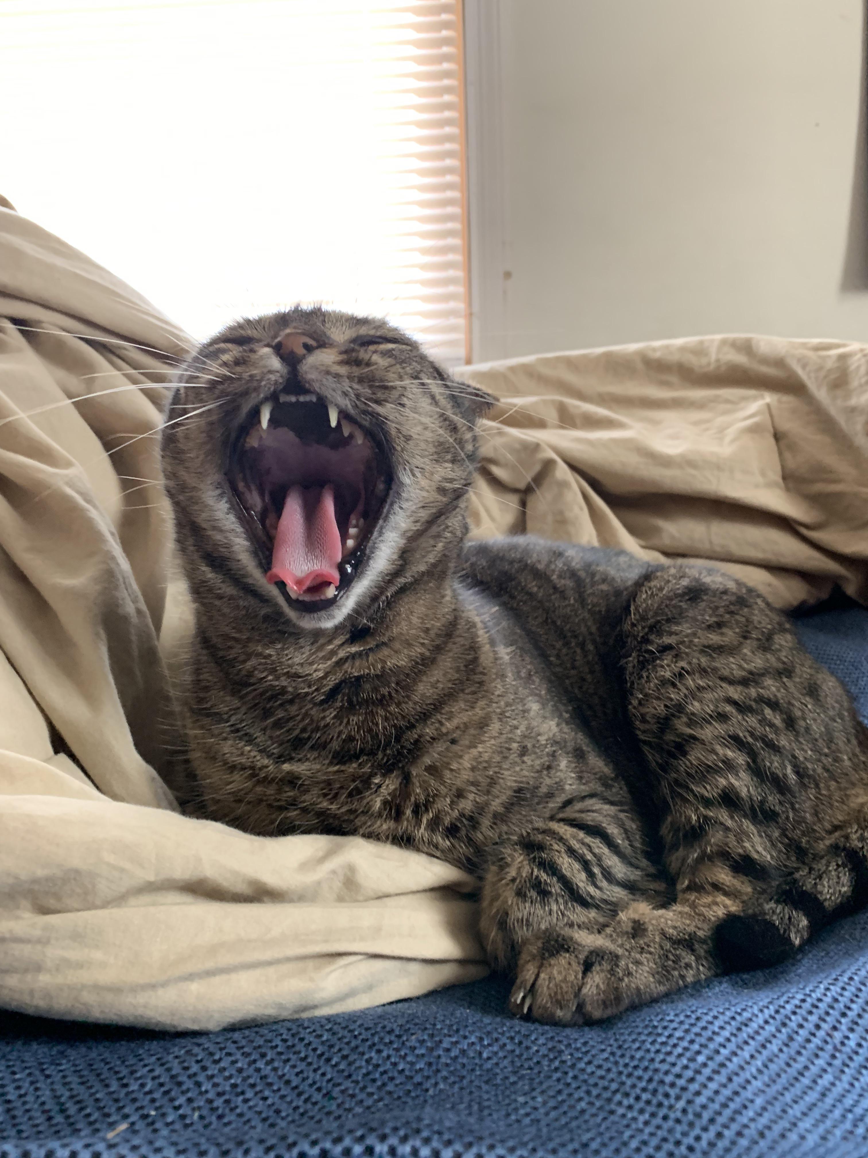 Standard issue yawn | Scrolller