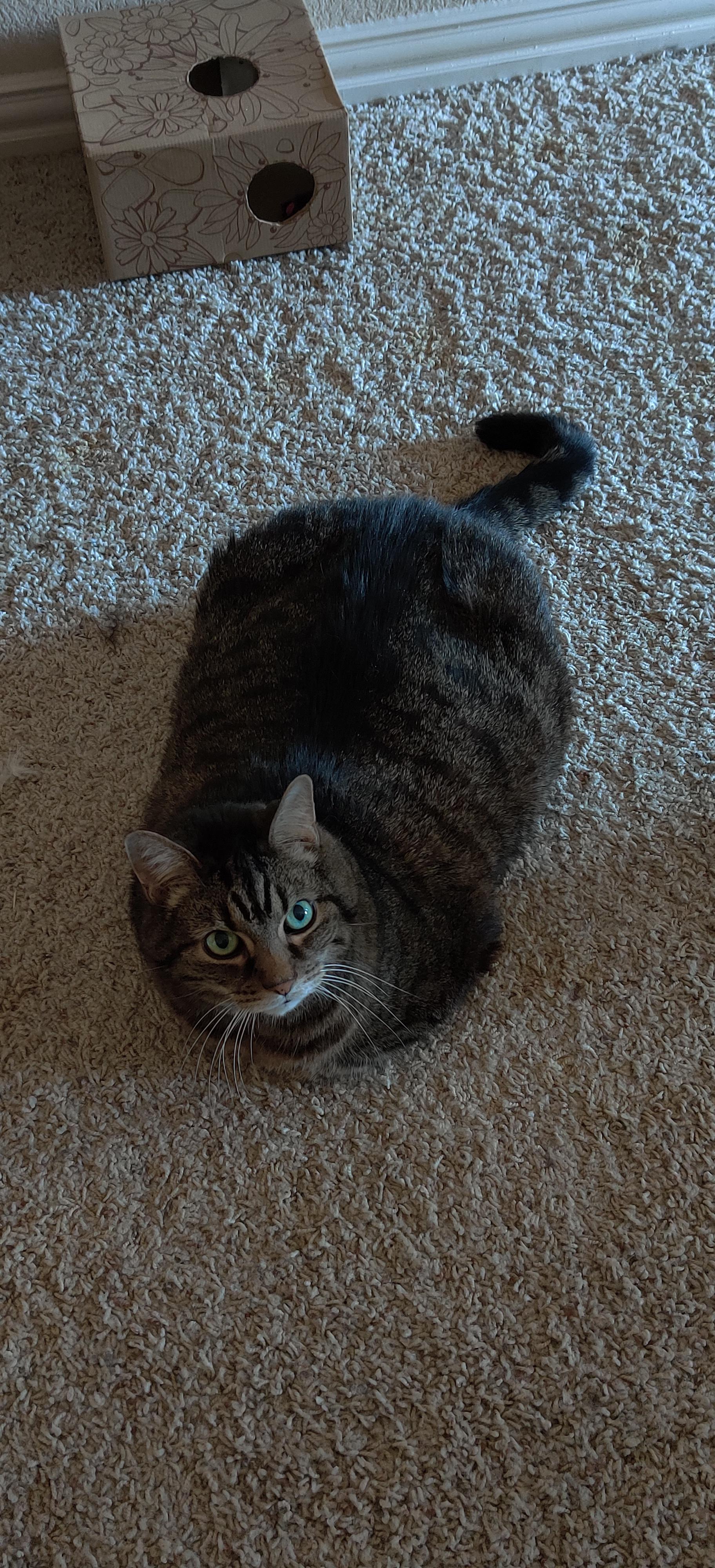Standard Loaf(tm) | Scrolller
