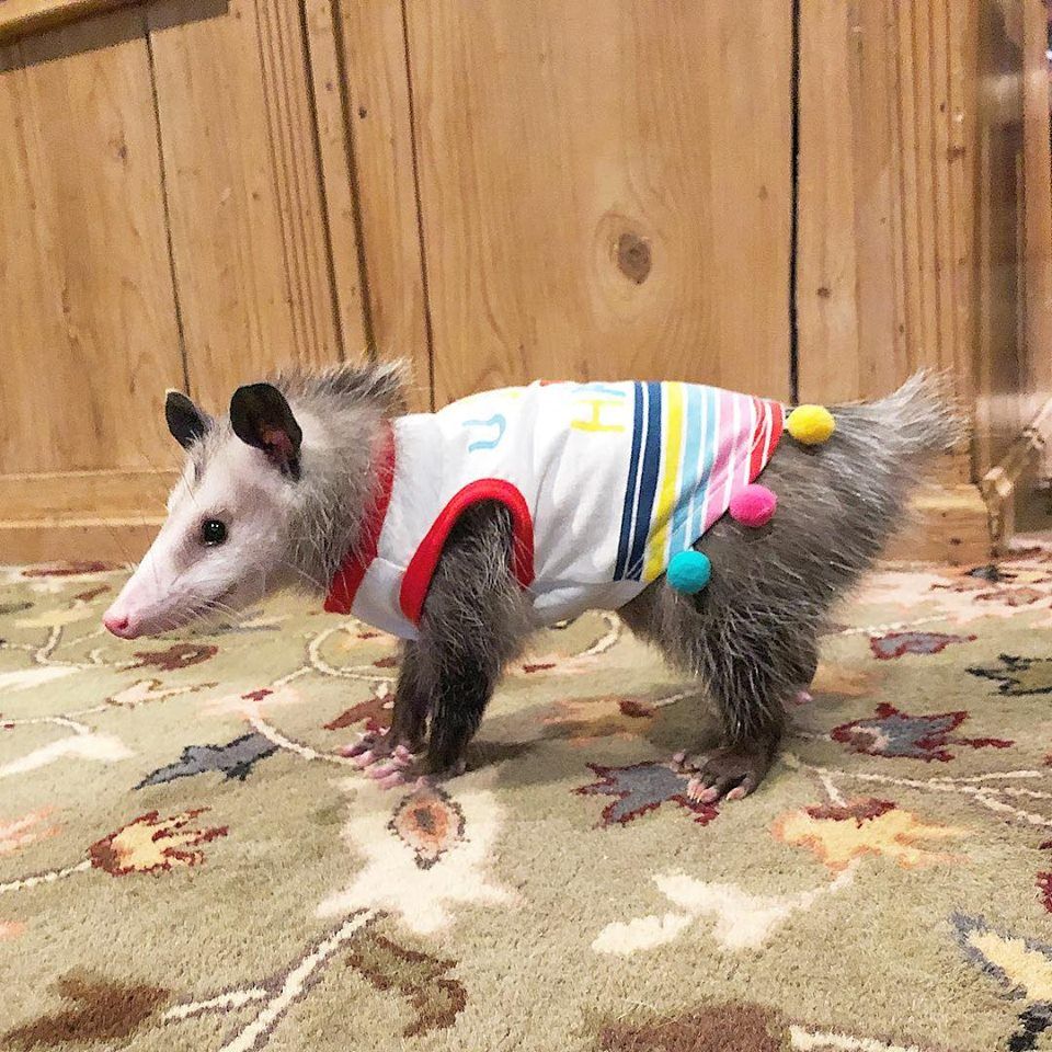 Starfish | Scrolller