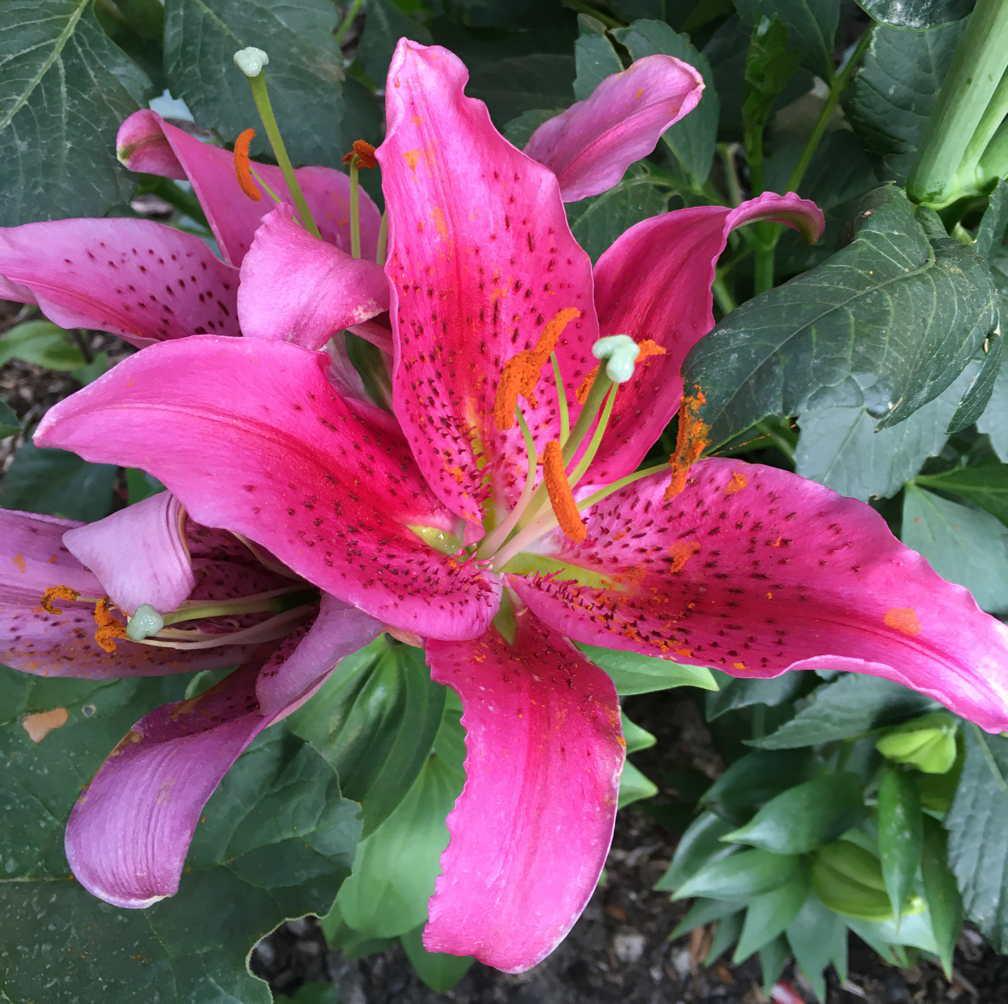 Stargazer lily | Scrolller