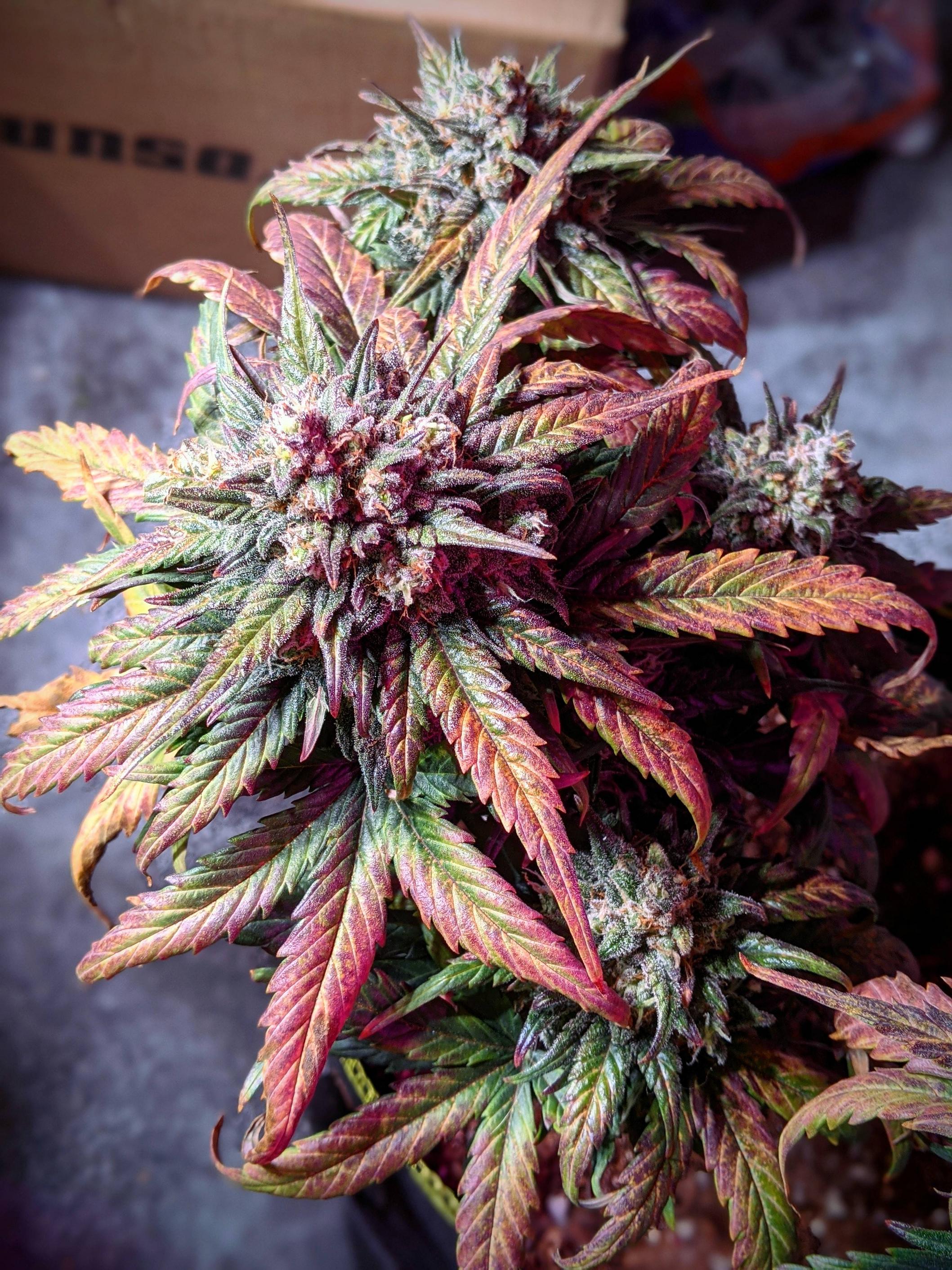 Started flushing today | Scrolller