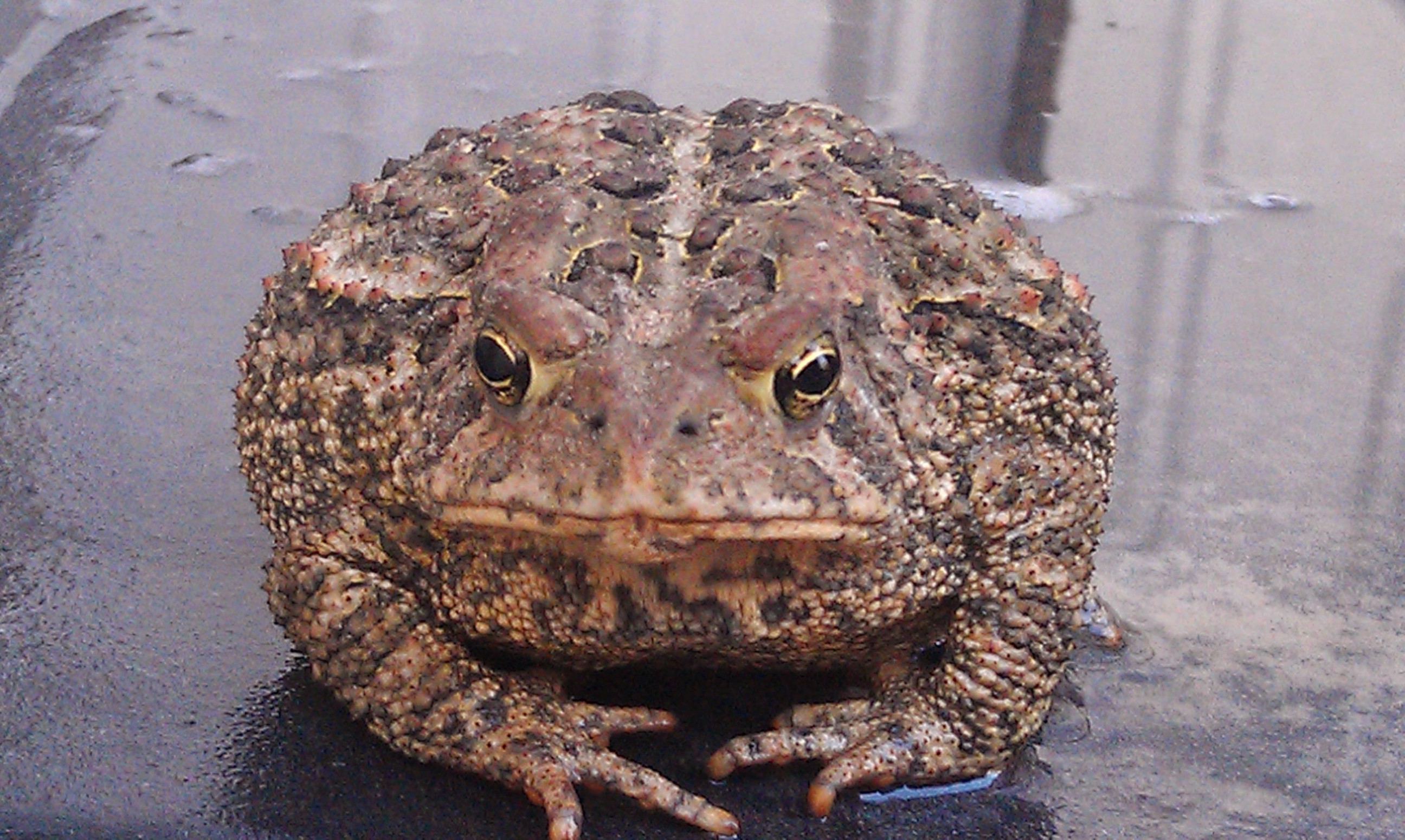 Stately toad | Scrolller