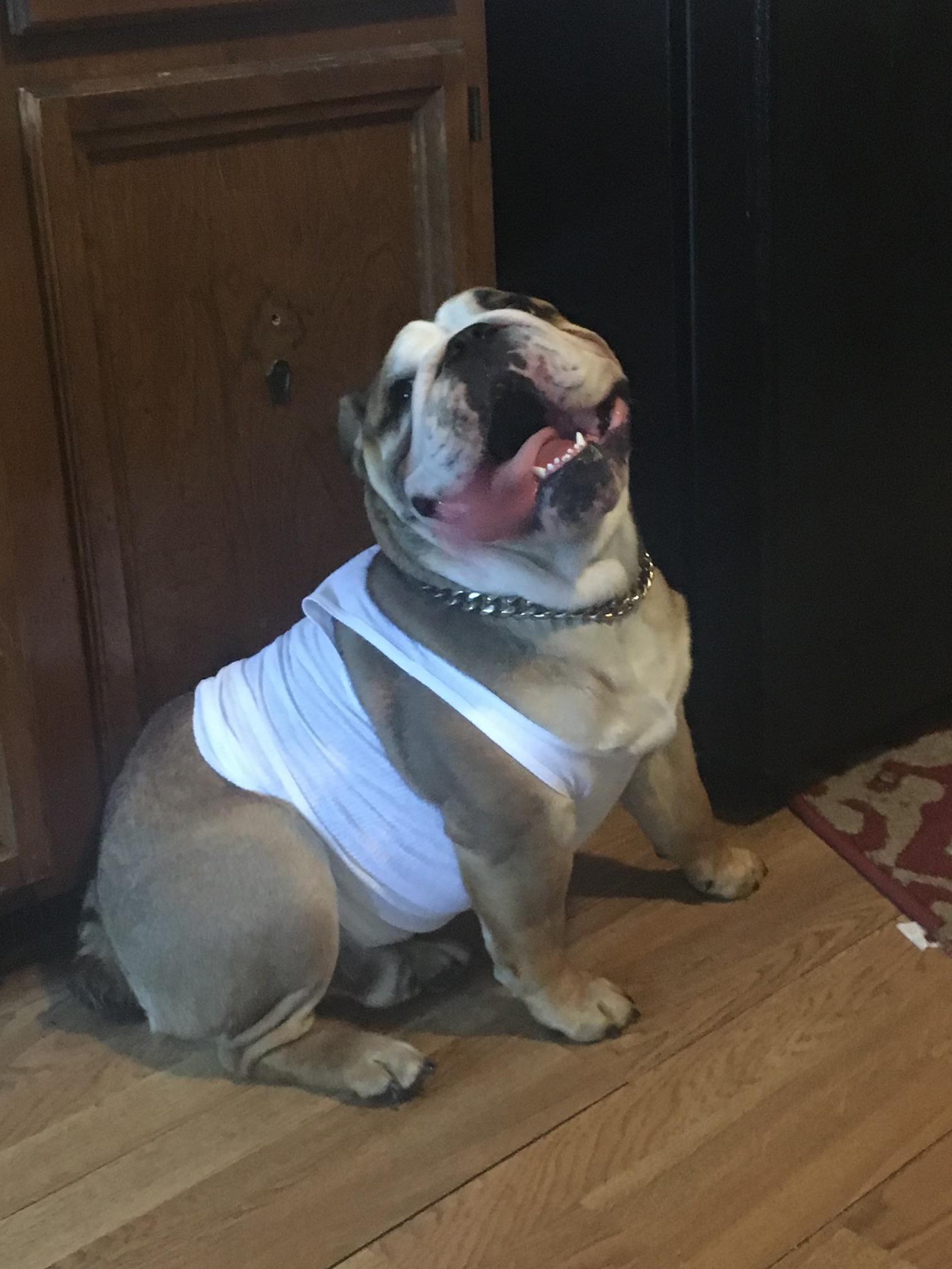 STAY A VIRGIN look. At. The. Dog. | Scrolller