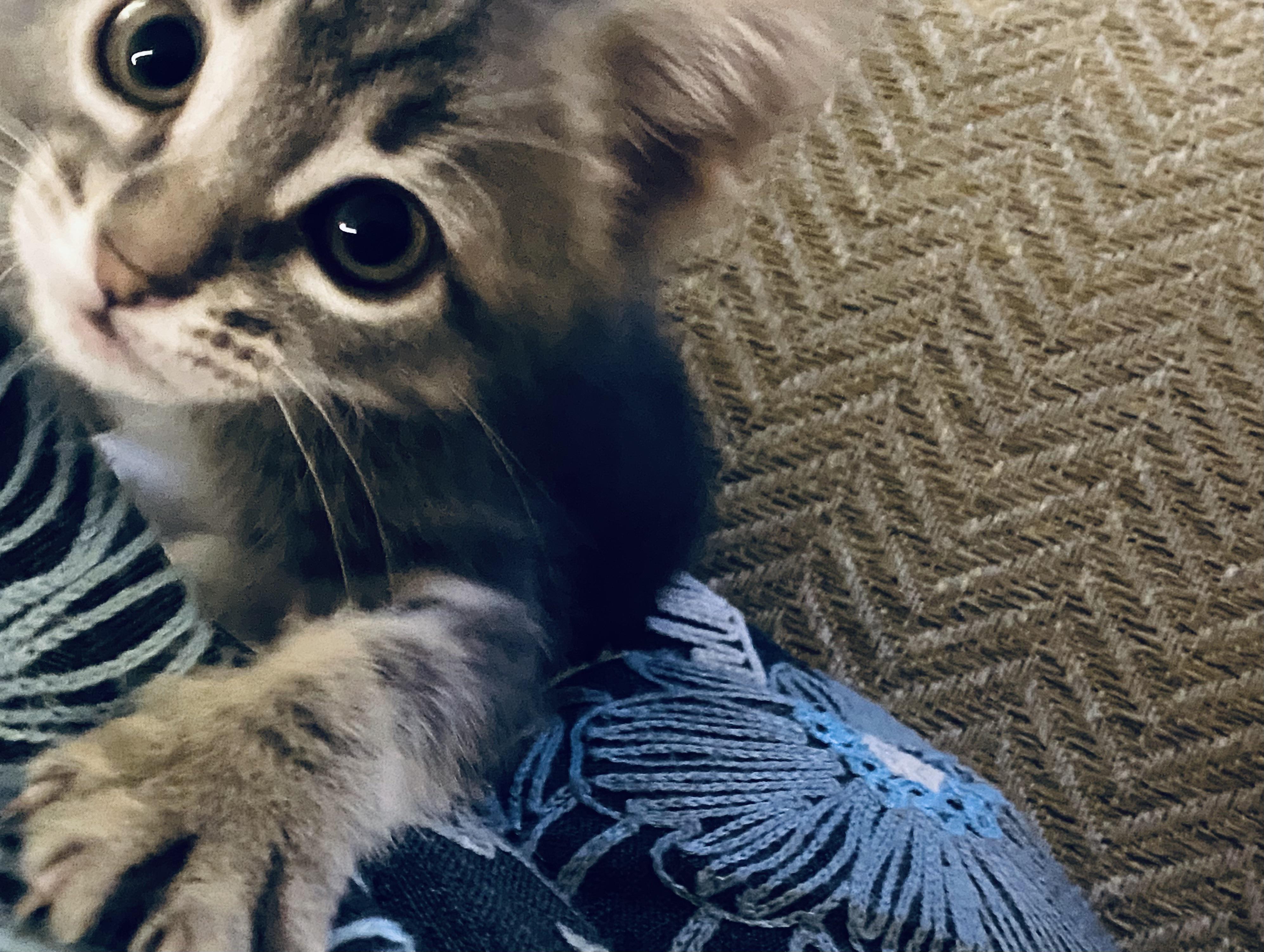 Stealthy mittens... | Scrolller