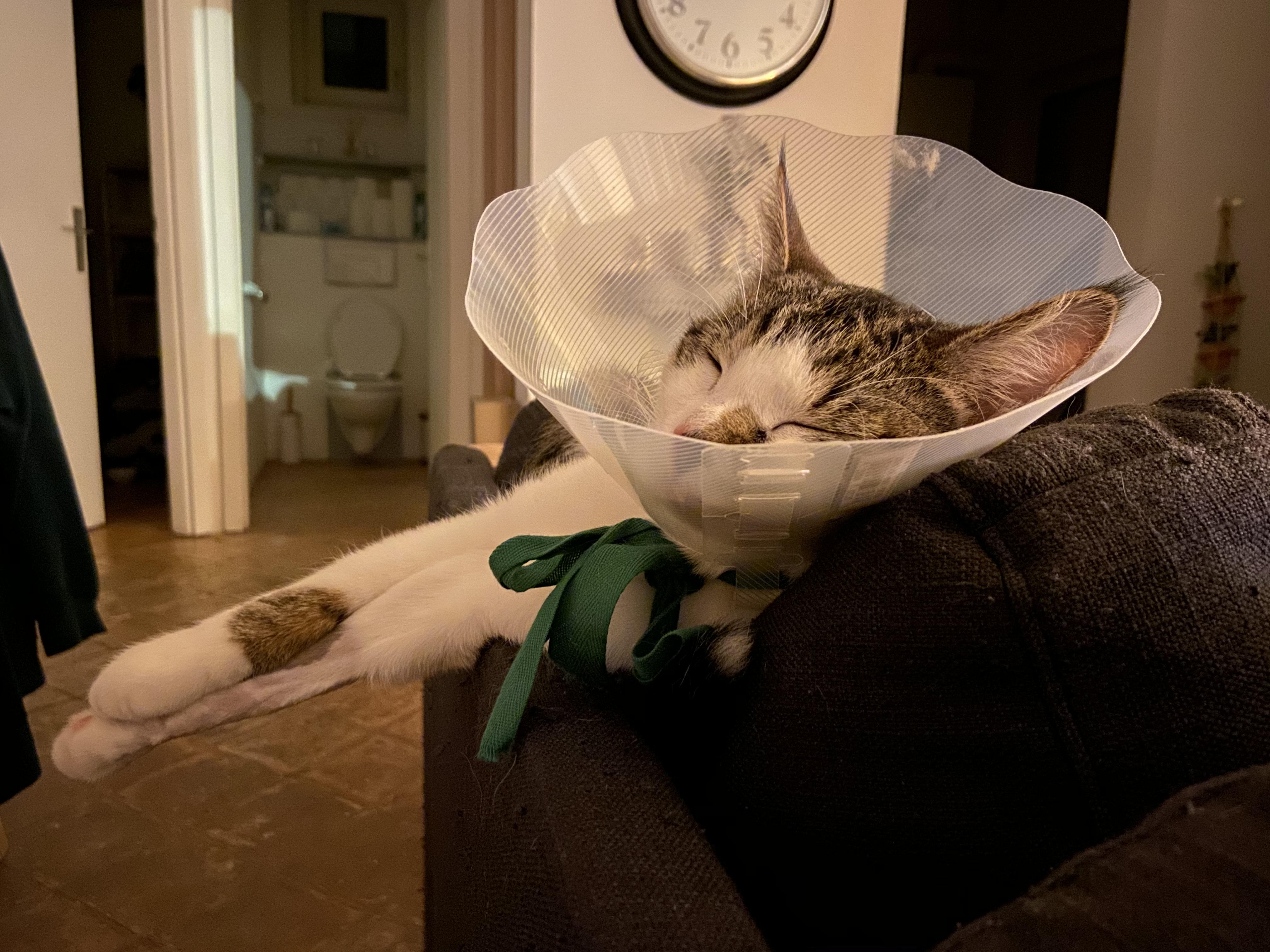 Stiches boy is still a polite boy | Scrolller