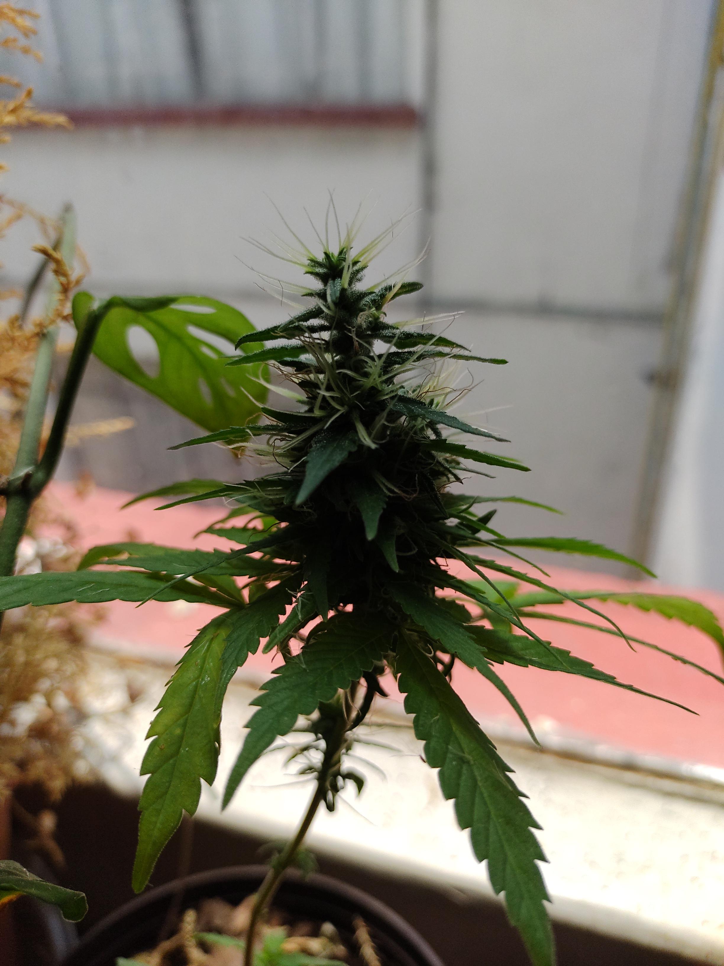 Still growing | Scrolller