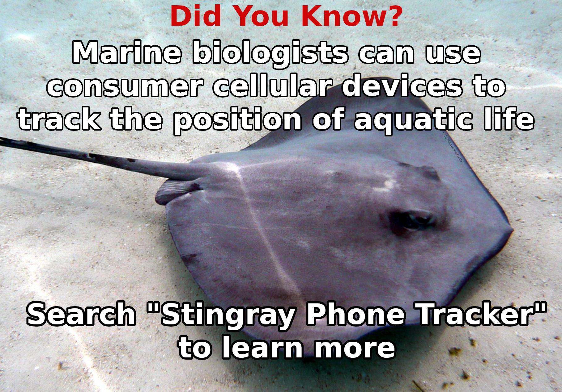 Stingrays are so cool! | Scrolller
