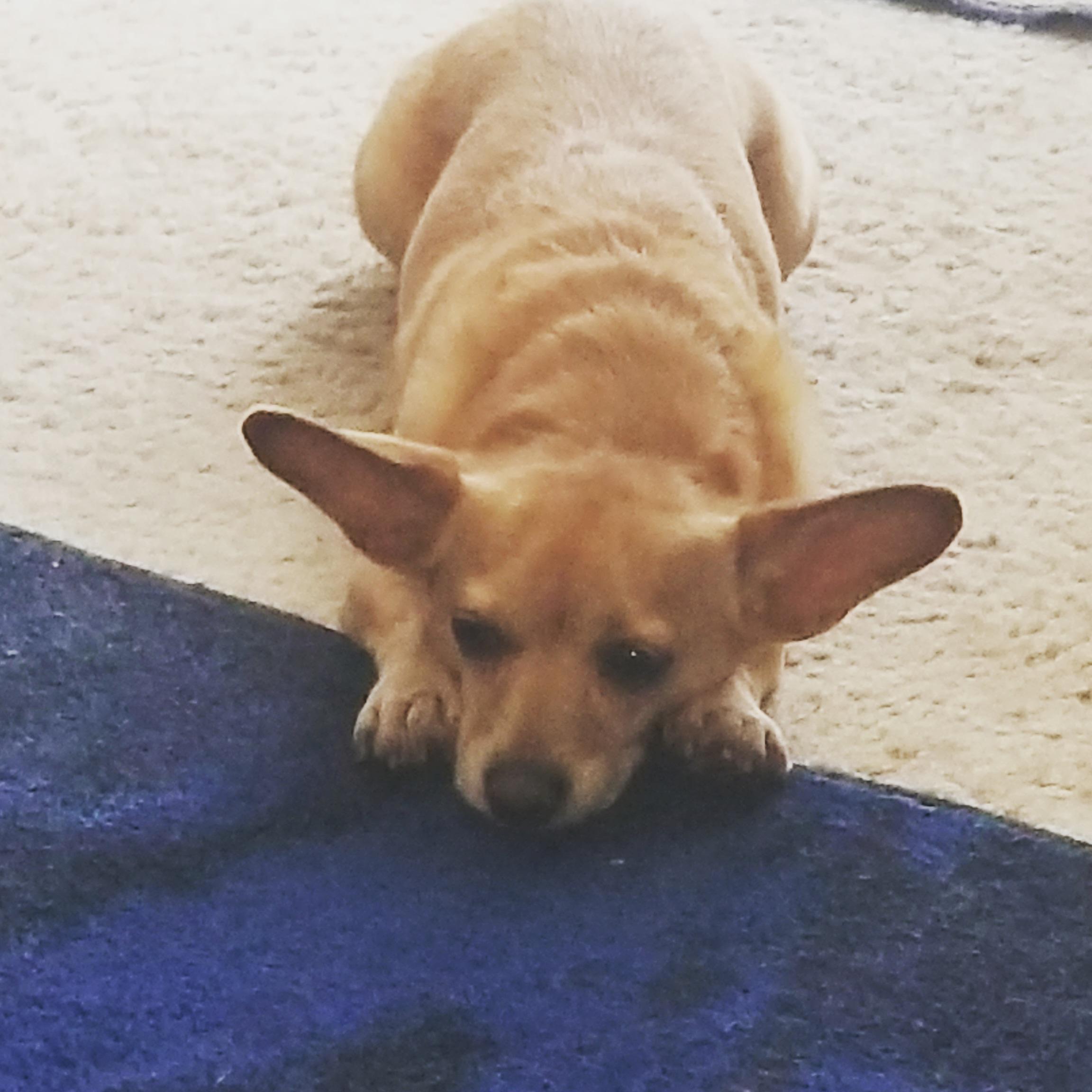 Stitch is getting cabin fever... | Scrolller