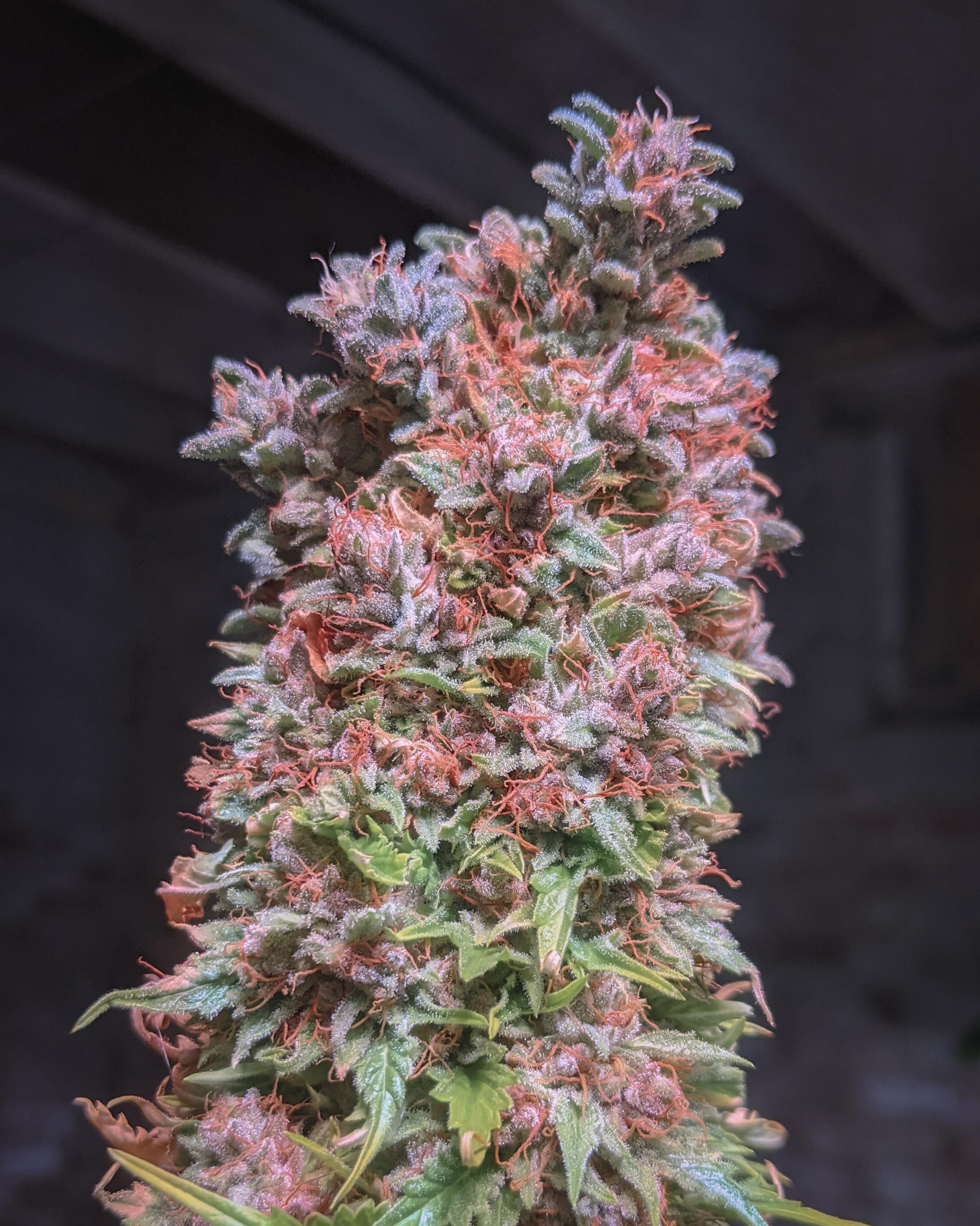 Strawberry Nuggets by Mephisto Genetics | Scrolller