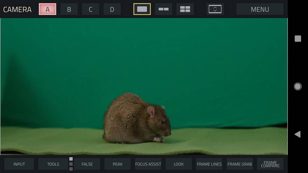 Street Rat working the green screen | Scrolller