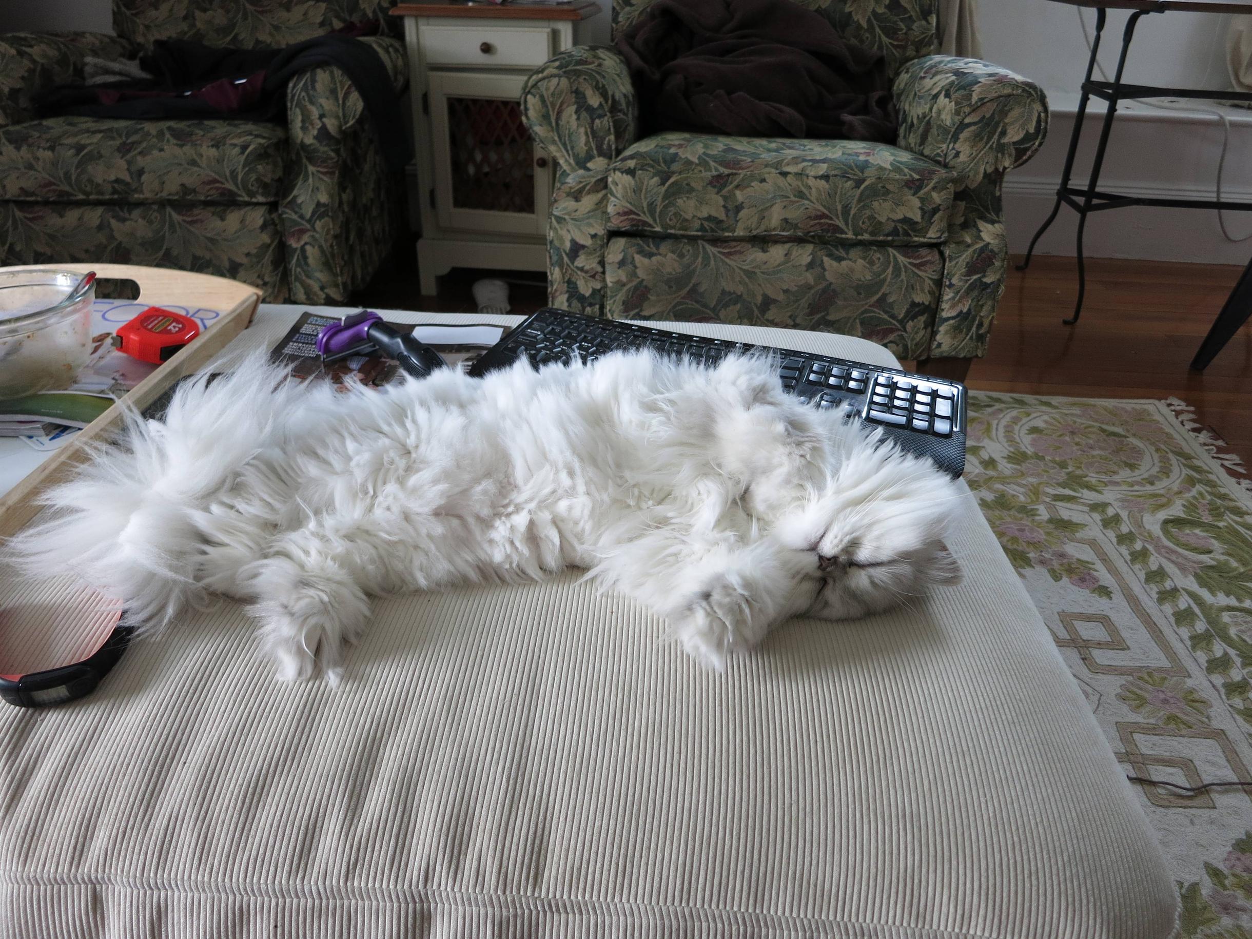 stretched out on the ottoman | Scrolller