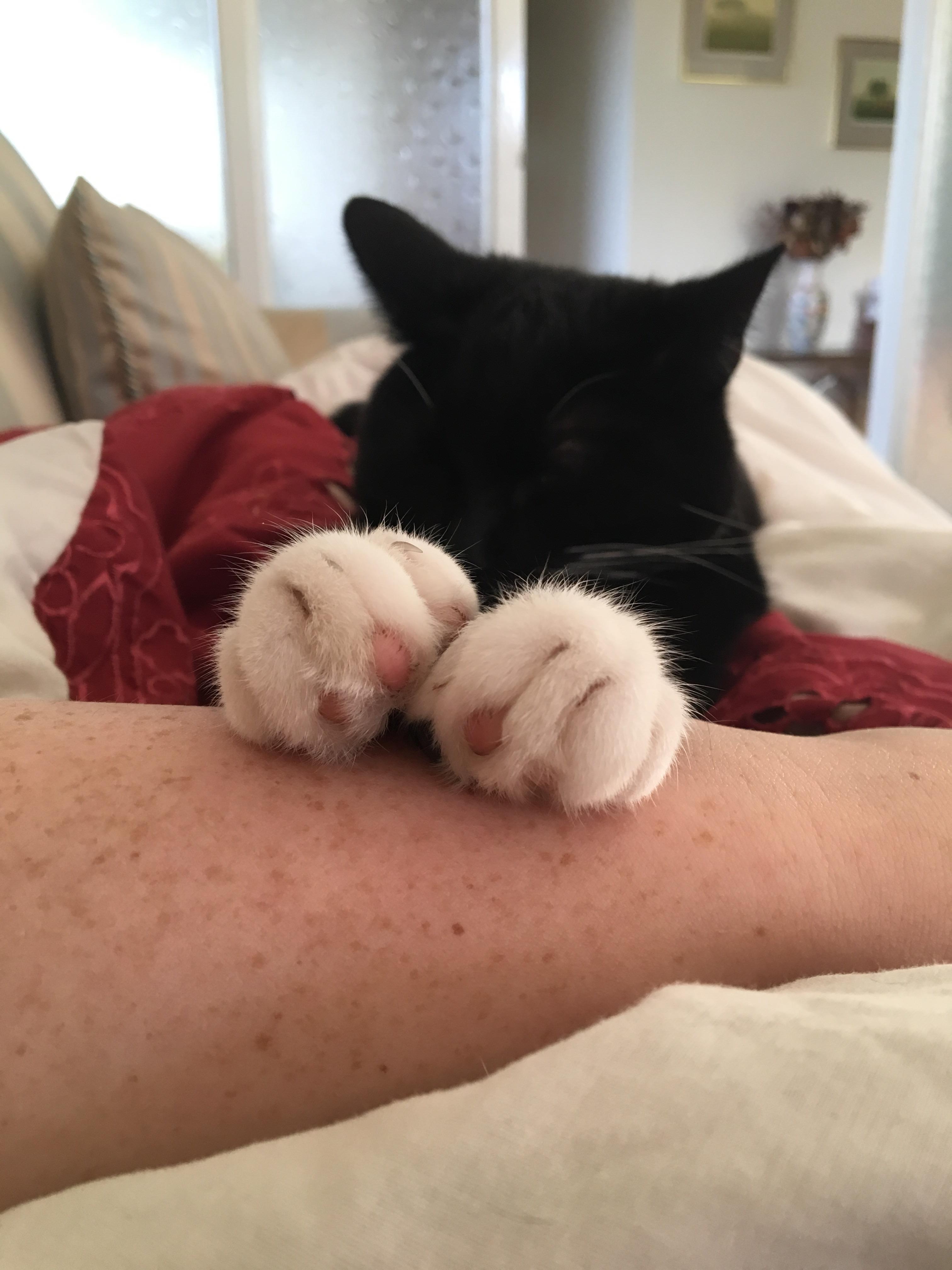 Stretching paws | Scrolller