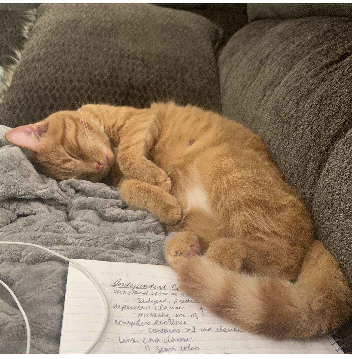 Study buddy | Scrolller